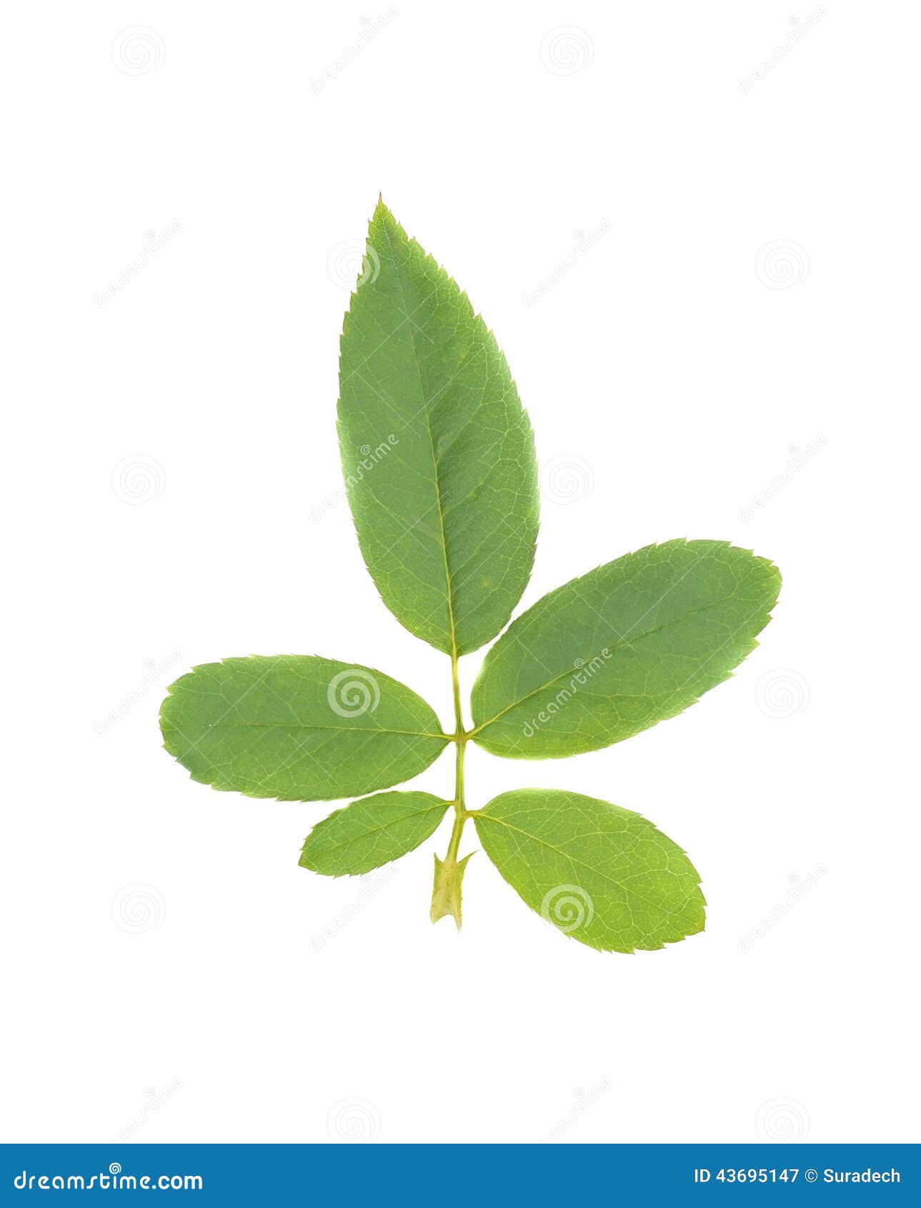 Green rose leaf stock image. Image of growth, nature - 43695147