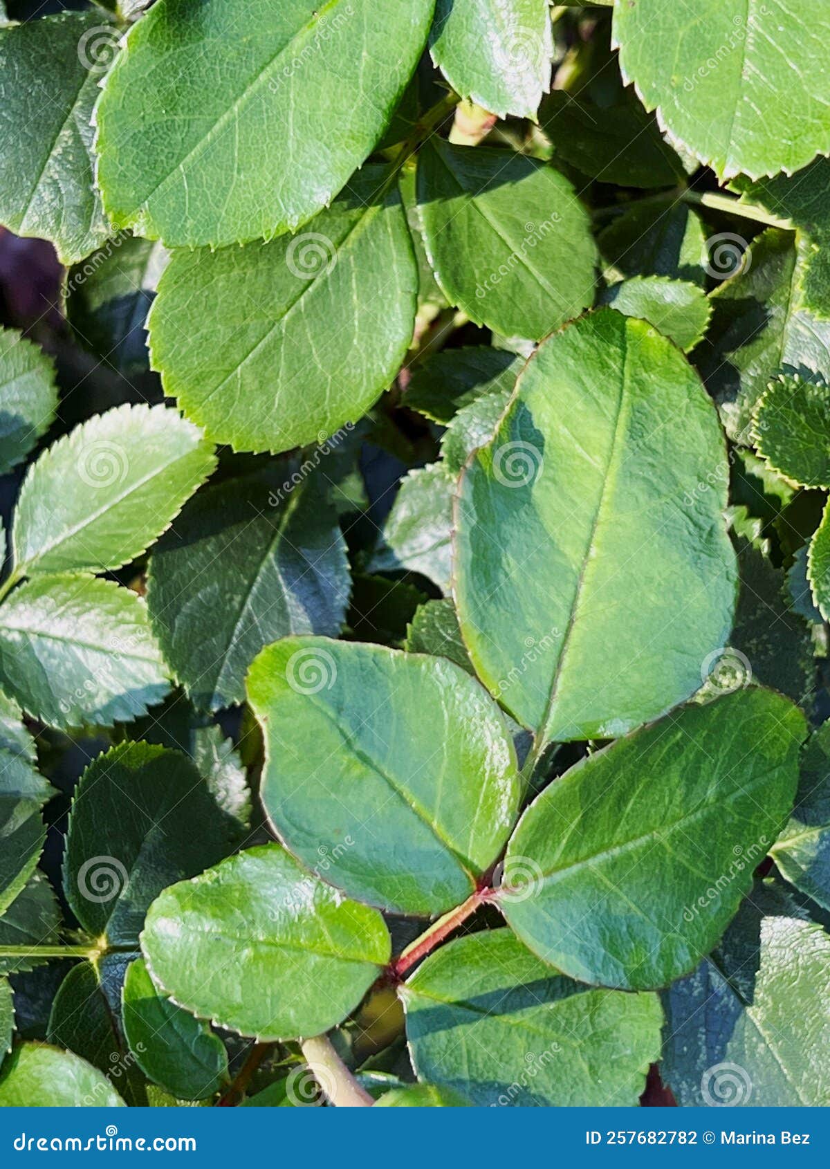 Green Rose Leaves Background. Natural Background Stock Photo - Image of ...