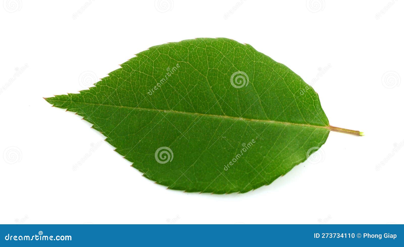 Green rose leaves stock photo. Image of blooming, leaves - 273734110