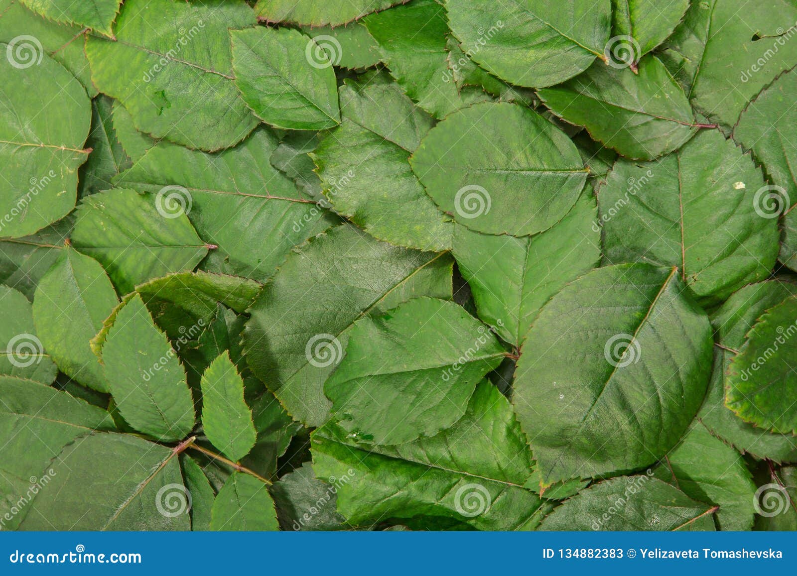 Green Rose Leaves Isolated on White Background Stock Image - Image of ...