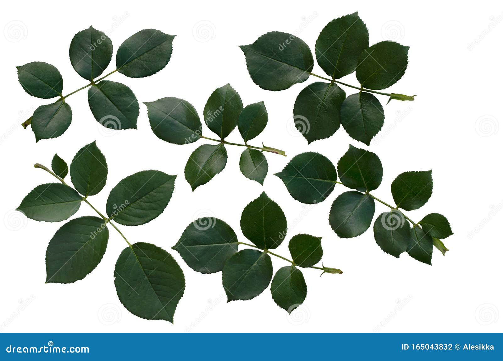 Green Rose Leaves Isolated on White Stock Photo - Image of decoration ...