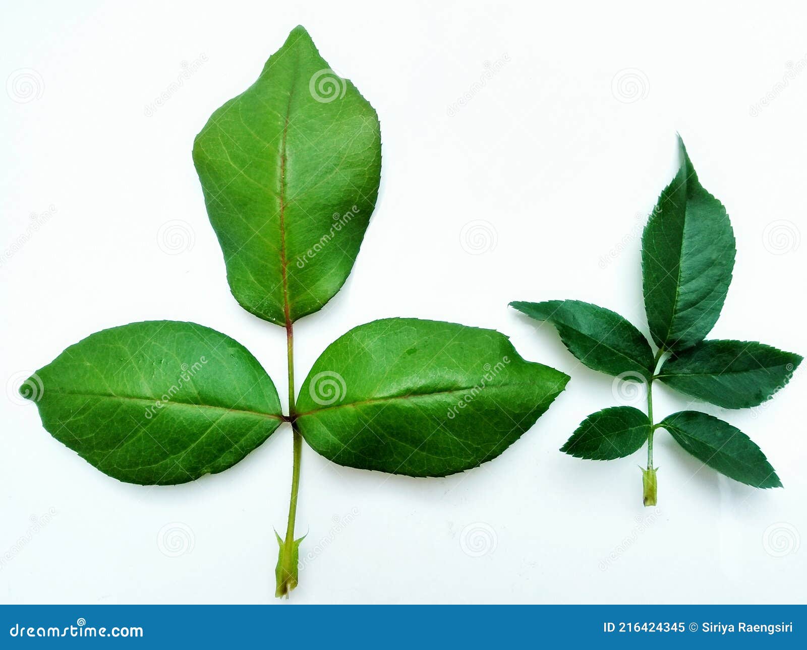 Green Rose Leaves on White Background Stock Image - Image of shrub ...