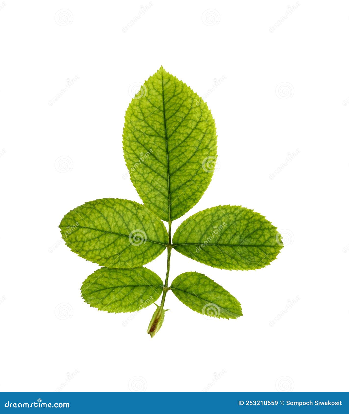 5 Green Rose Leaves on a White Background with Clipping Path Stock ...