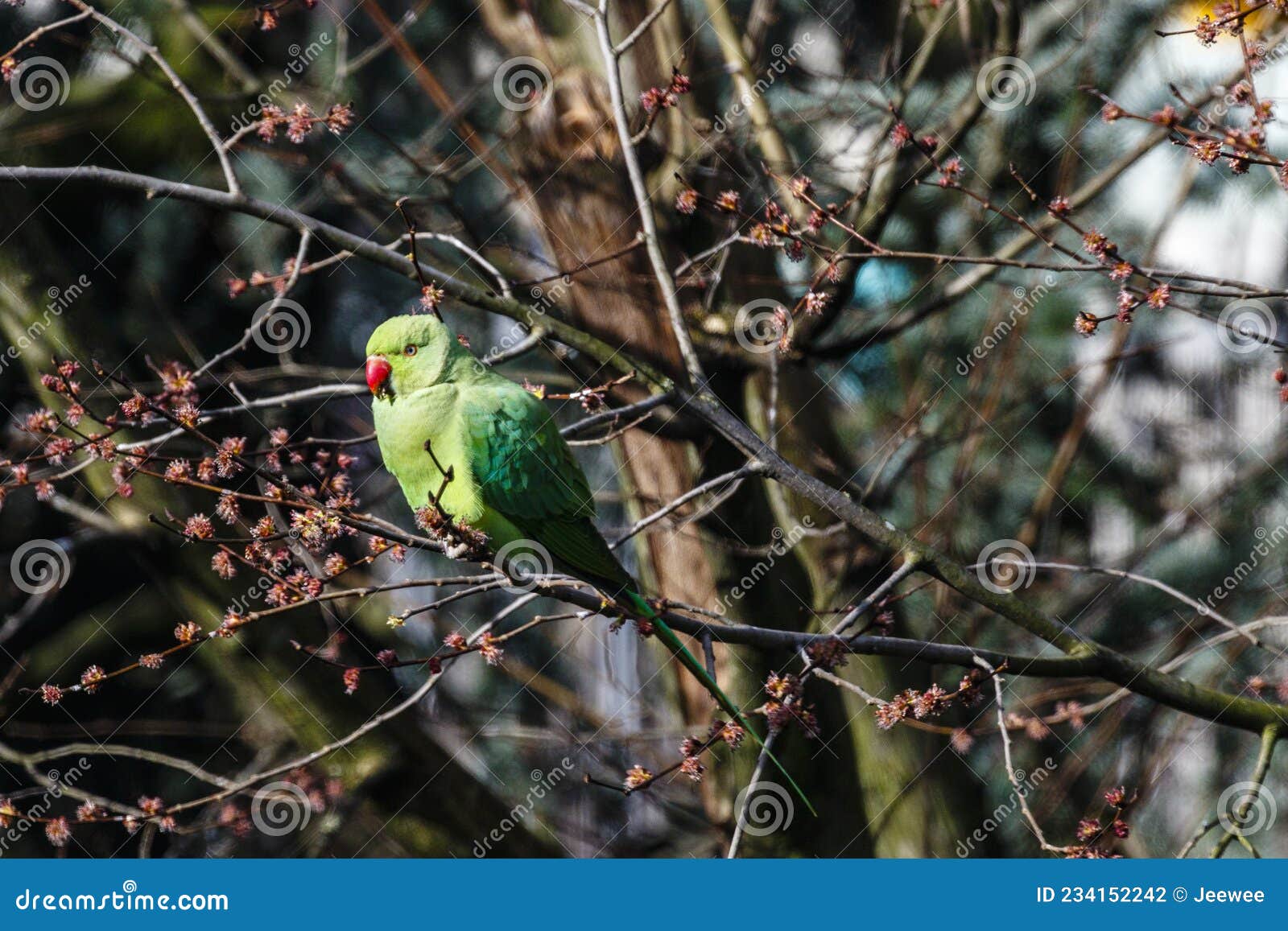 Green Rose Ringed Parakeet in a Tree during Spring in Amsterdam, the ...