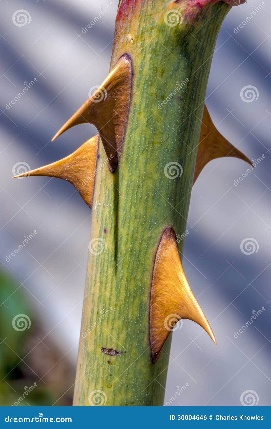 Single Rose Stem with Thorns Stock Photo - Image of plant, nature: 30004646