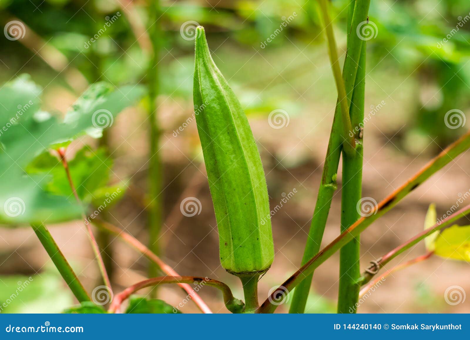 Green roselle on tree stock photo. Image of single, plant - 144240140