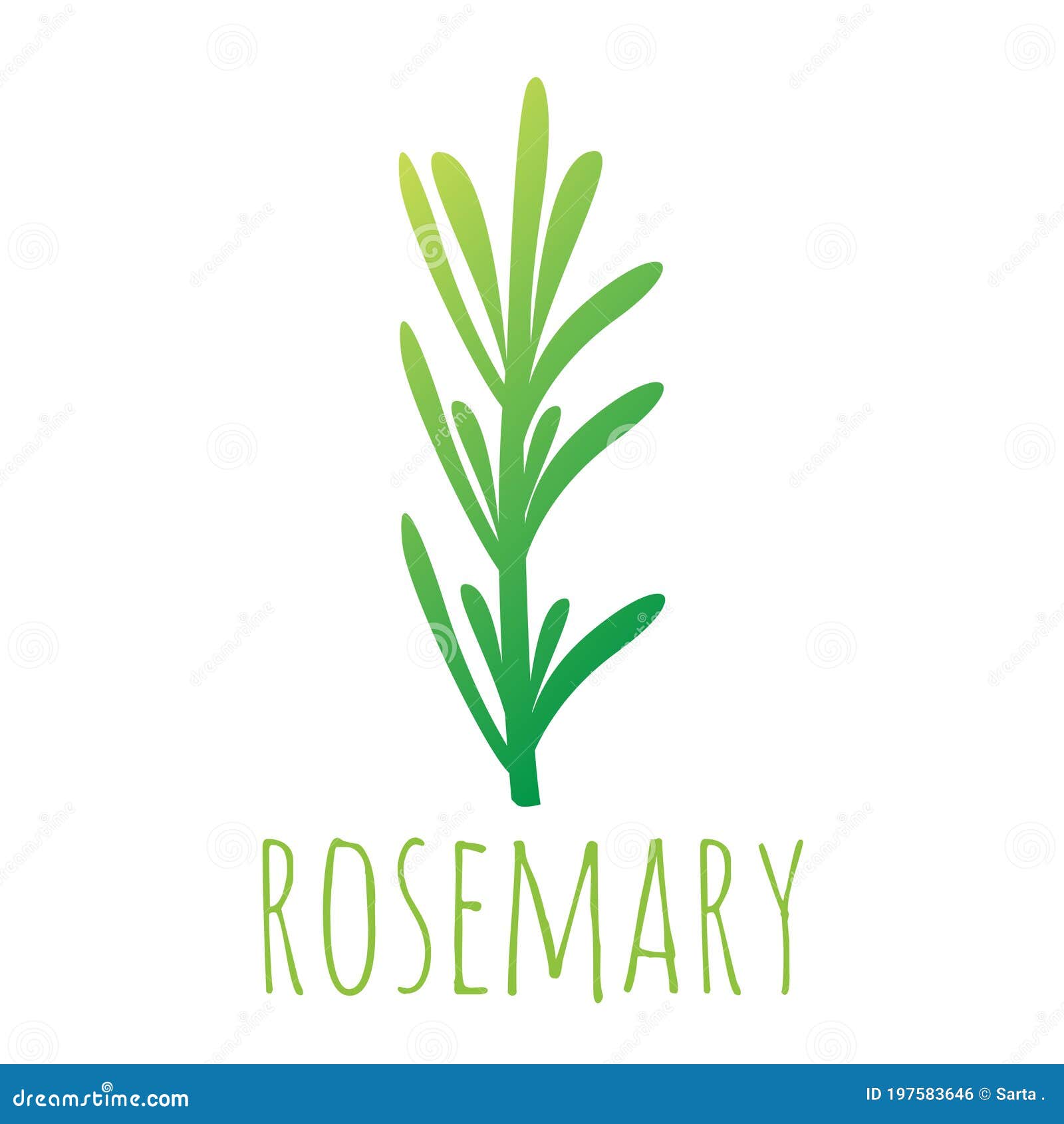 Green Rosemary Leaf Vector Illustration Stock Vector - Illustration of ...