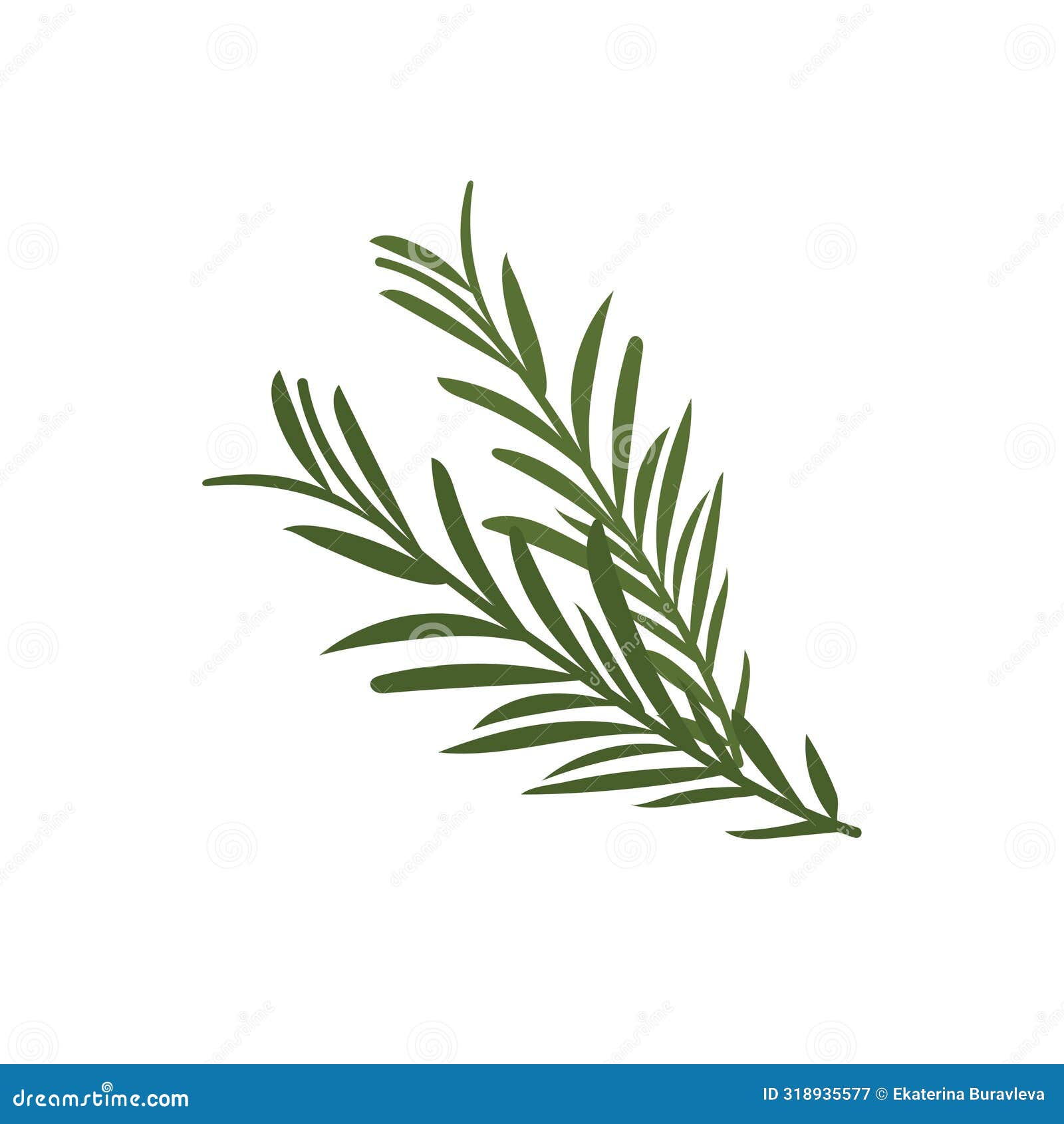 Green Rosemary Sprigs. Vector Illustration of Fresh Herbs for Cooking ...