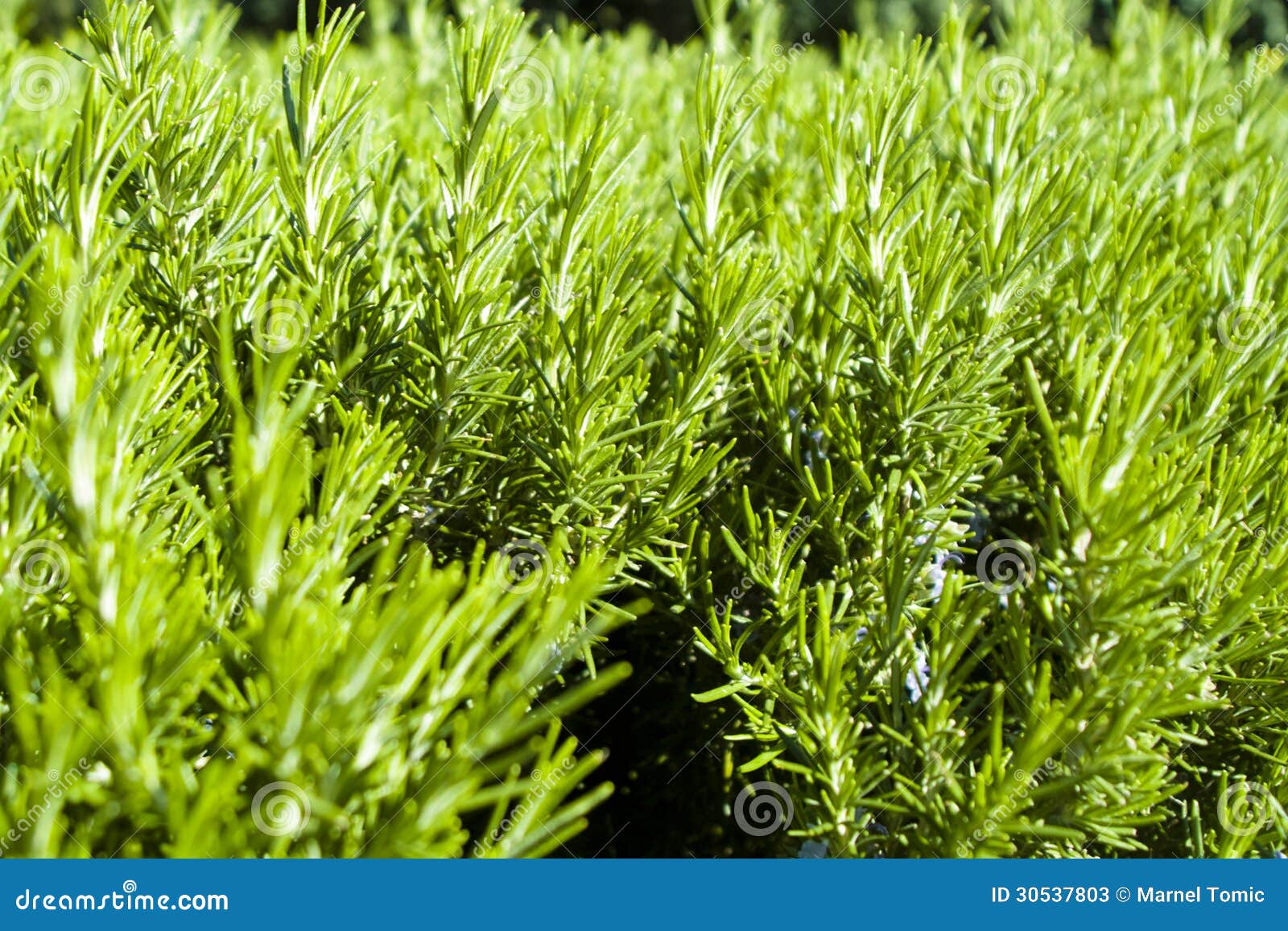 Green rosemary texture stock image. Image of spring, bush - 30537803