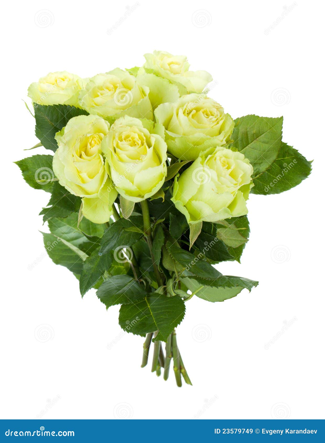 Green roses bouquet stock image. Image of beautiful, celebration - 23579749