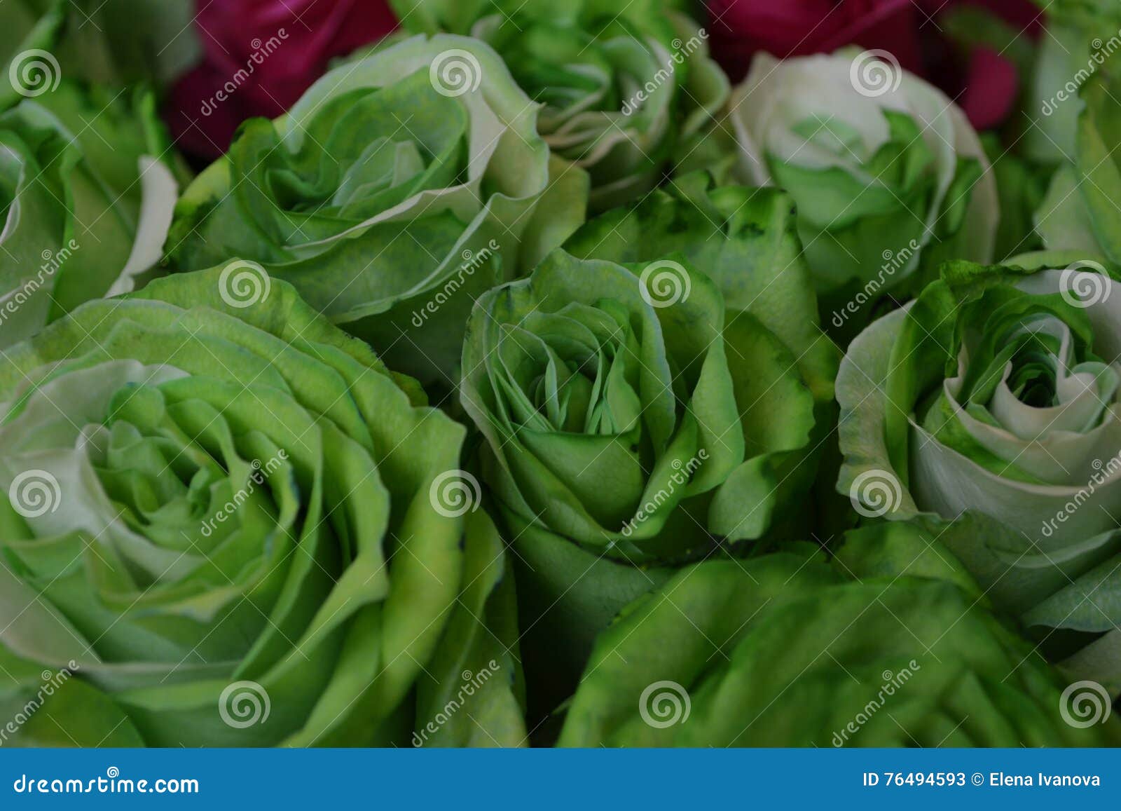 Green roses stock image. Image of flora, cultivar, international - 76494593