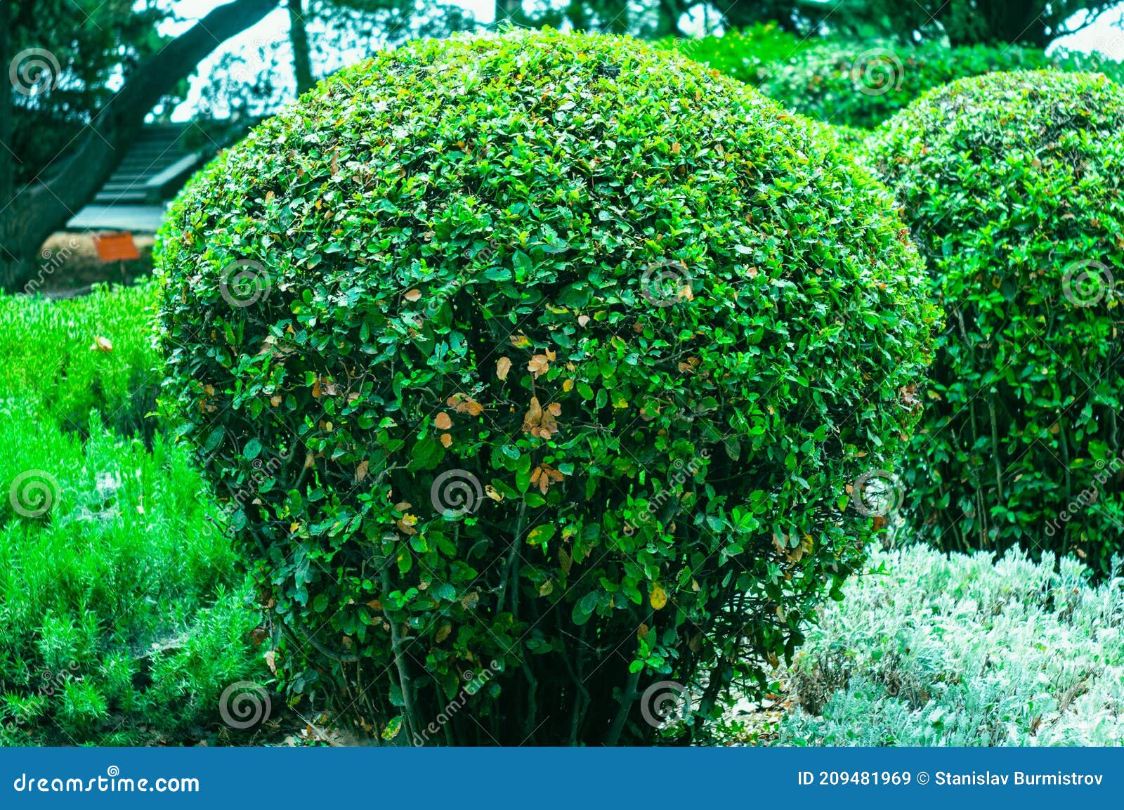 Green Round Bush in Nature Park Stock Image - Image of park, colours ...