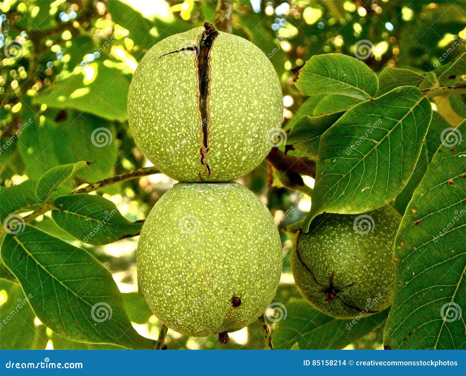 Green Round Fruit Macro Shot Photography Picture. Image: 85158214