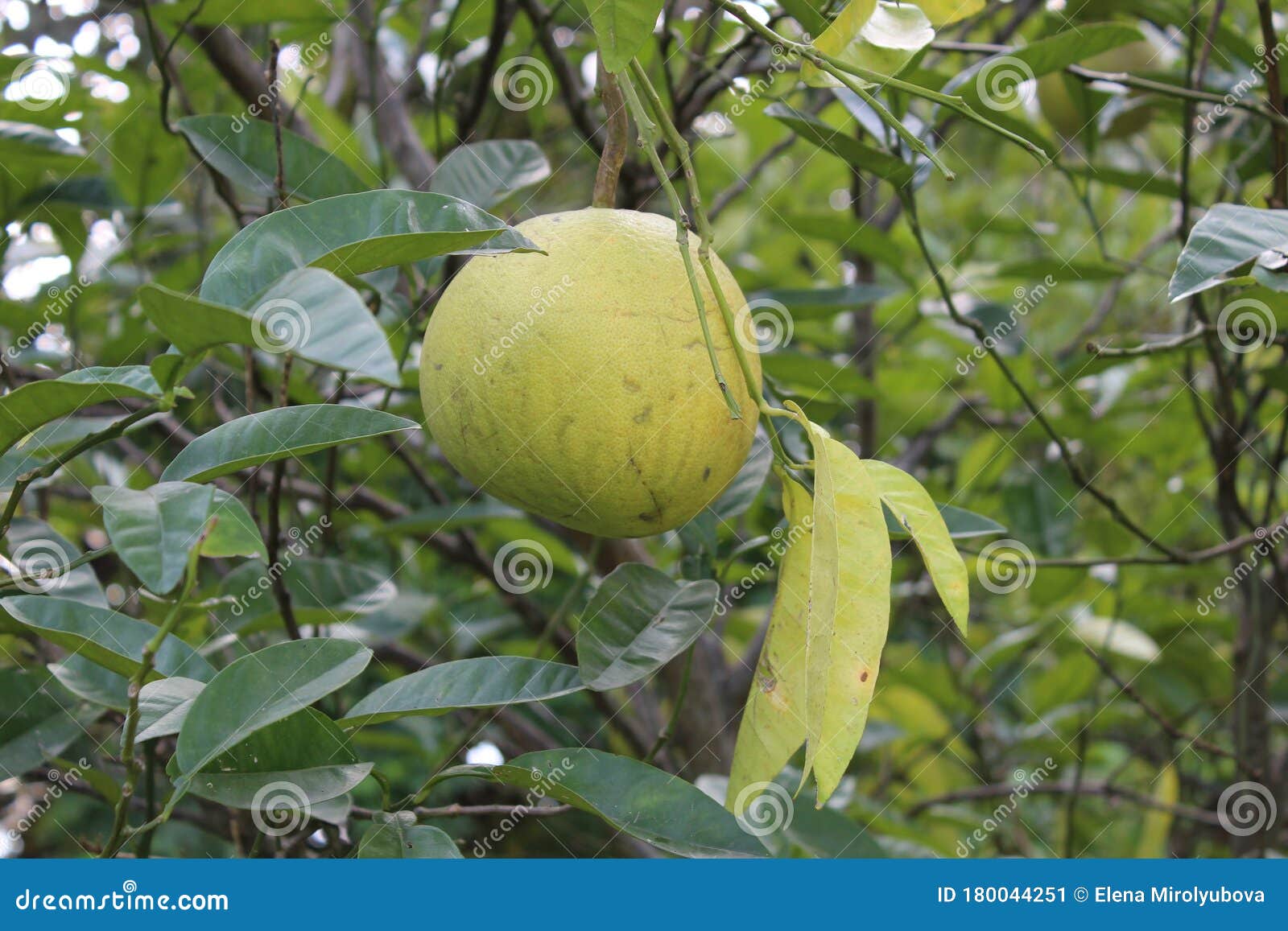 Green Round Fruit on the Tree Stock Image - Image of nature, tropical ...