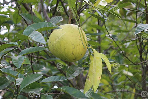 Green Round Fruit on the Tree Stock Image - Image of nature, tropical ...