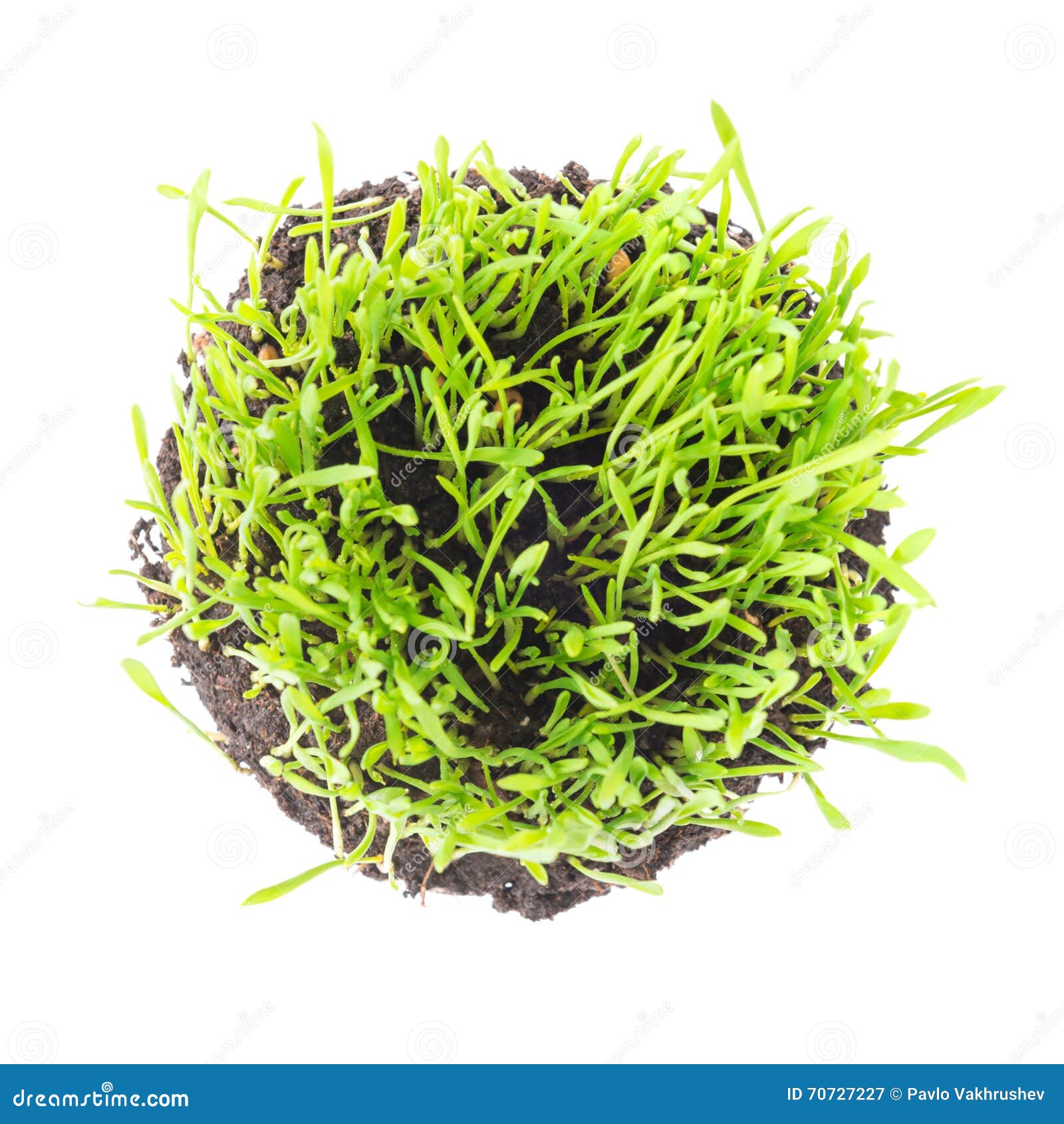 Green Round Lawn with Fresh Plants Stock Image - Image of meadow ...