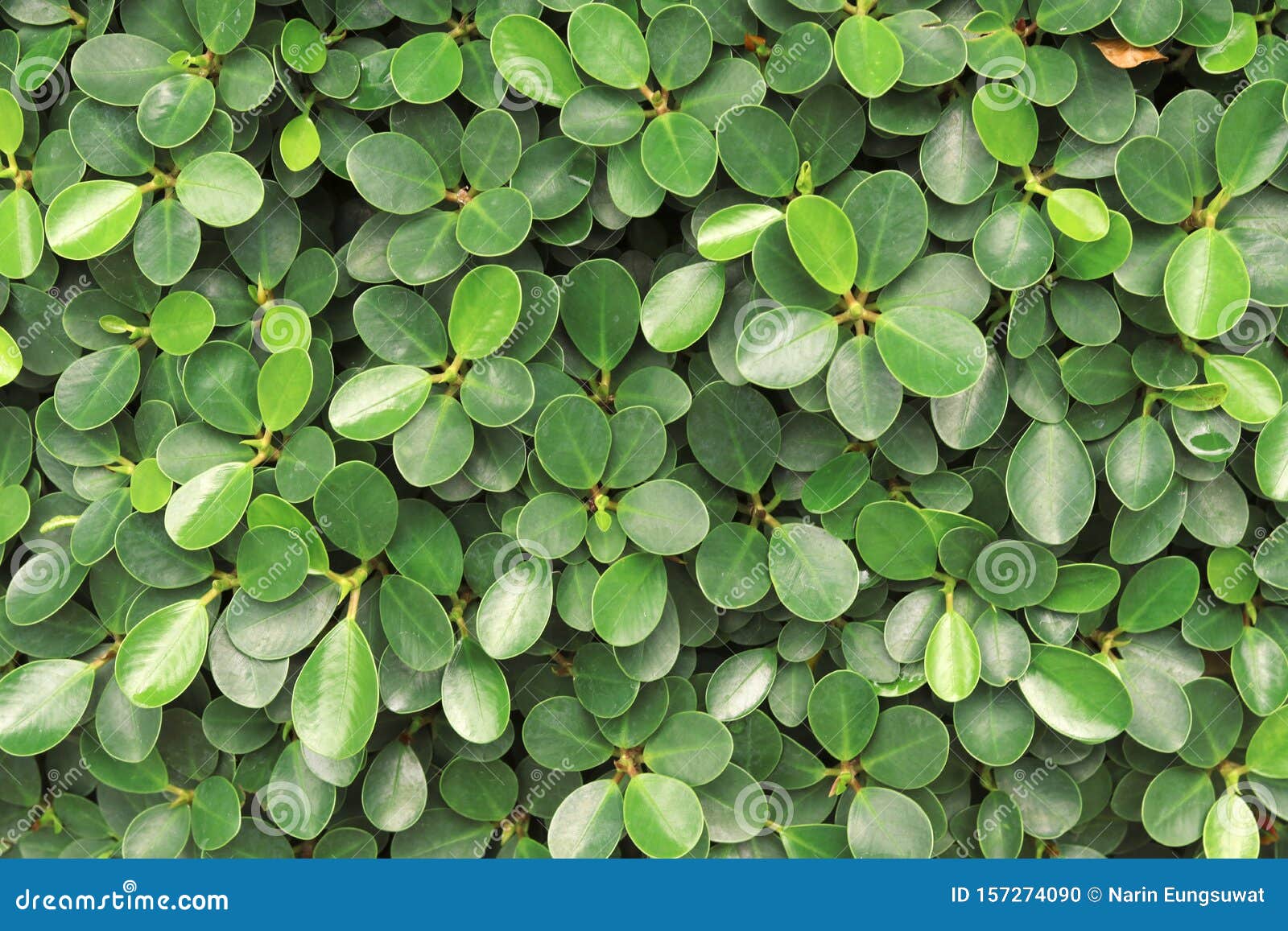 Green Round Leaves Pattern Background. Green Leaves Background Stock ...