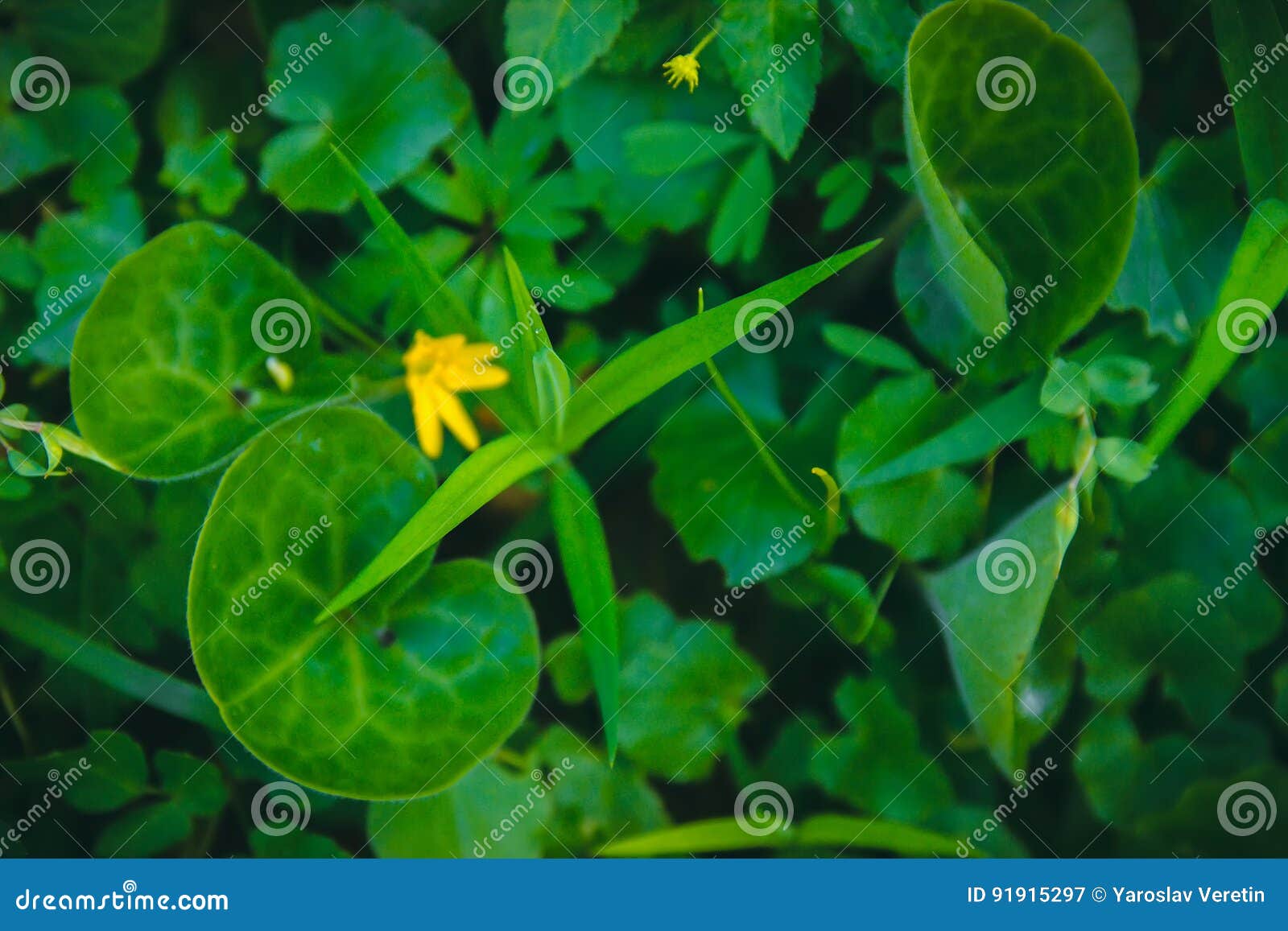 Green Round Leaves Surface Textures Background Stock Image - Image of ...