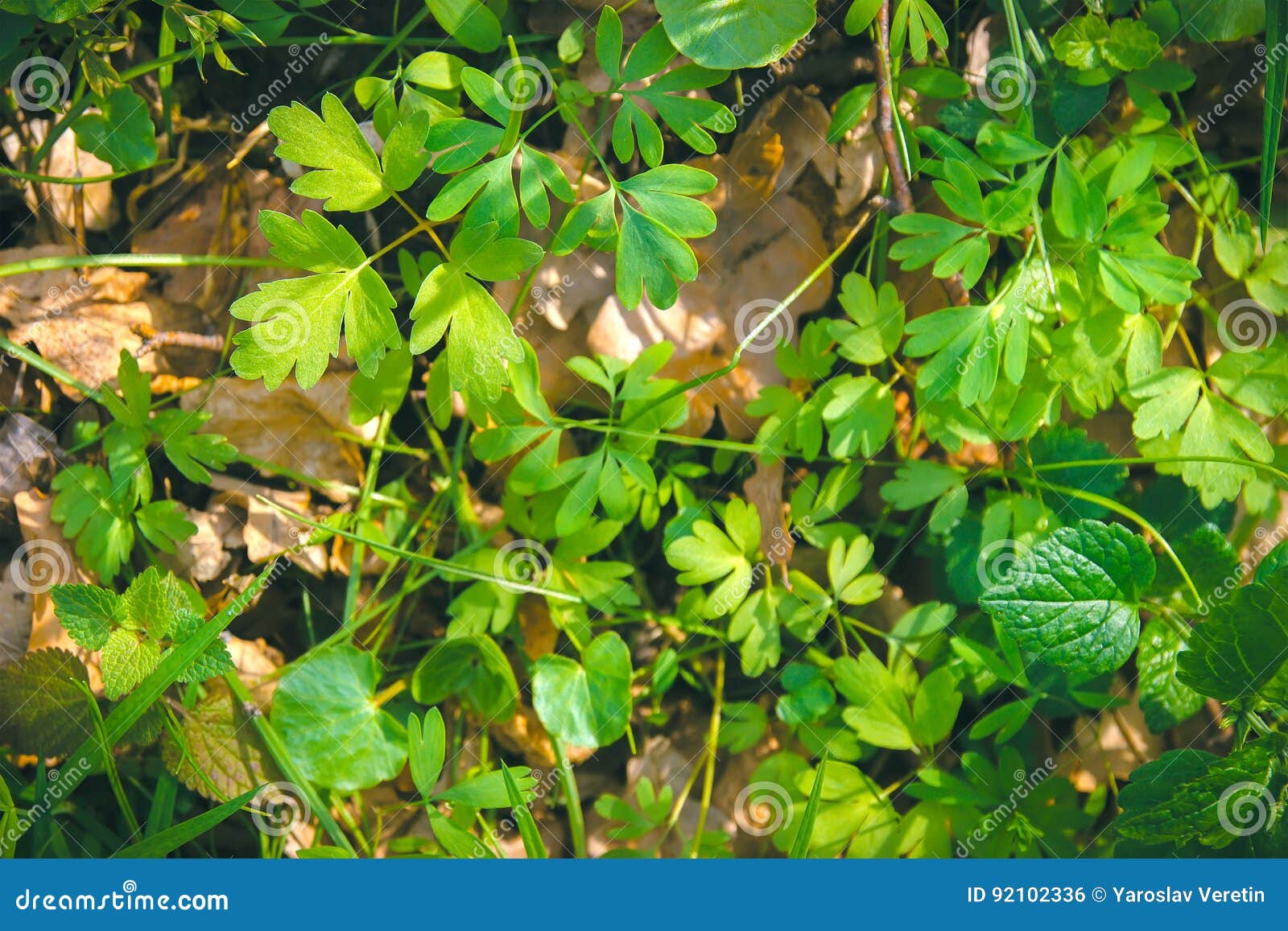 Green Round Leaves Surface Textures Background Stock Photo - Image of ...