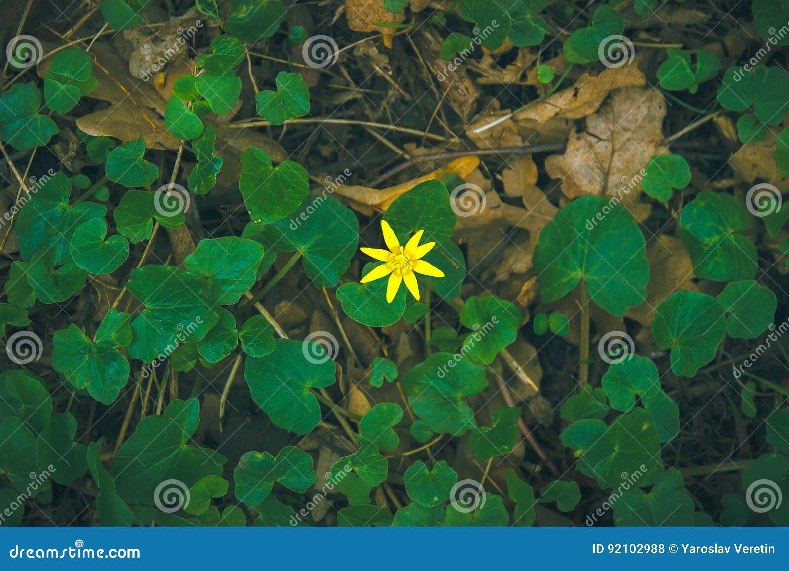 Green Round Leaves Surface Textures Background Stock Photo - Image of ...