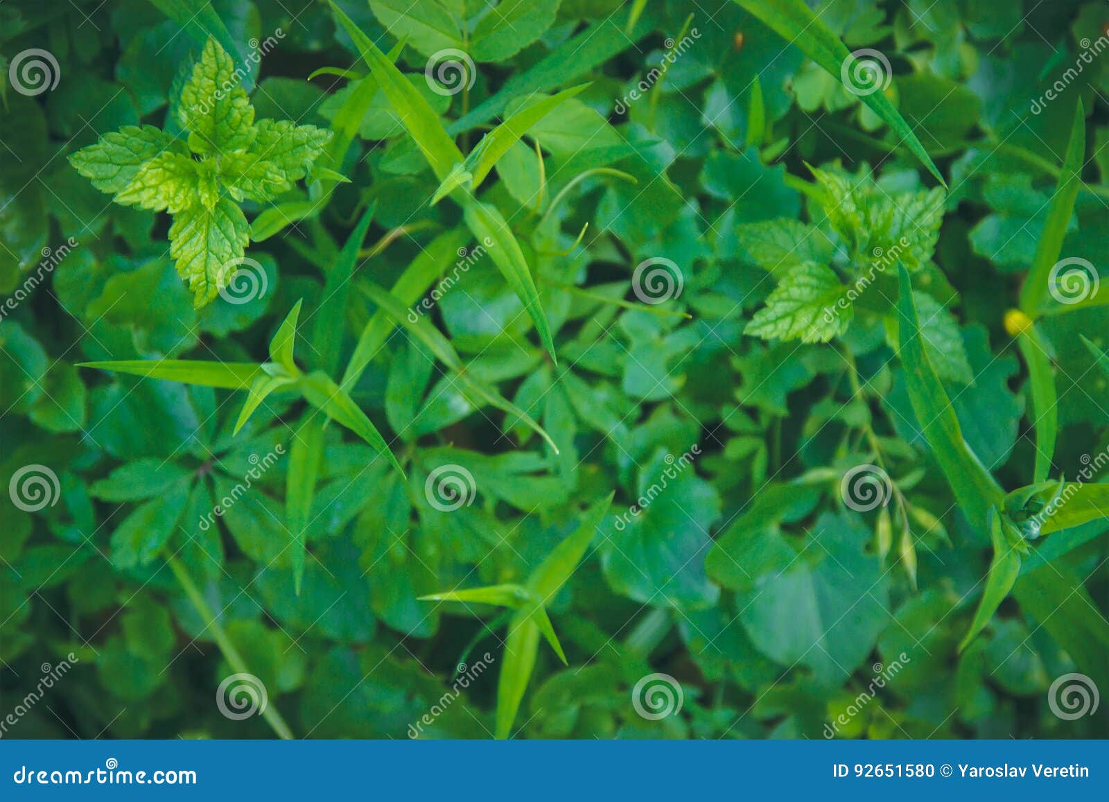 Green Round Leaves Surface Textures Background Stock Photo - Image of ...