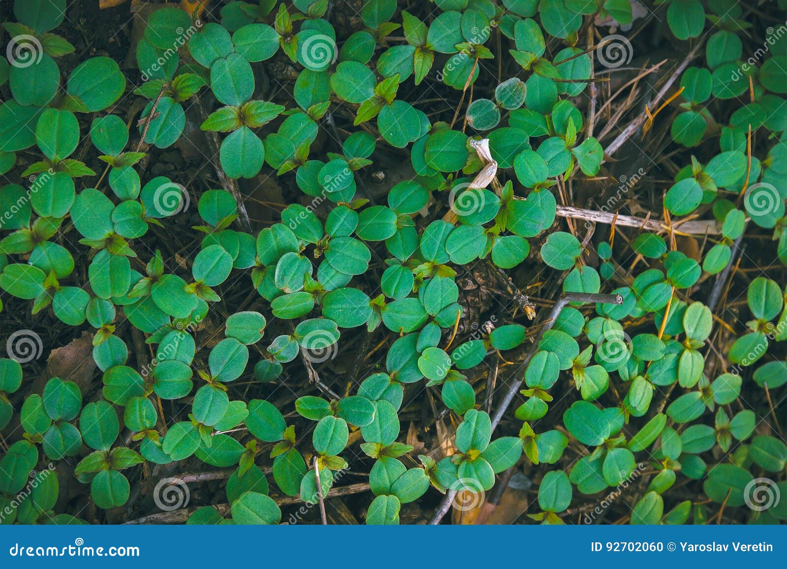 Green Round Leaves Surface Textures Background Stock Photo - Image of ...