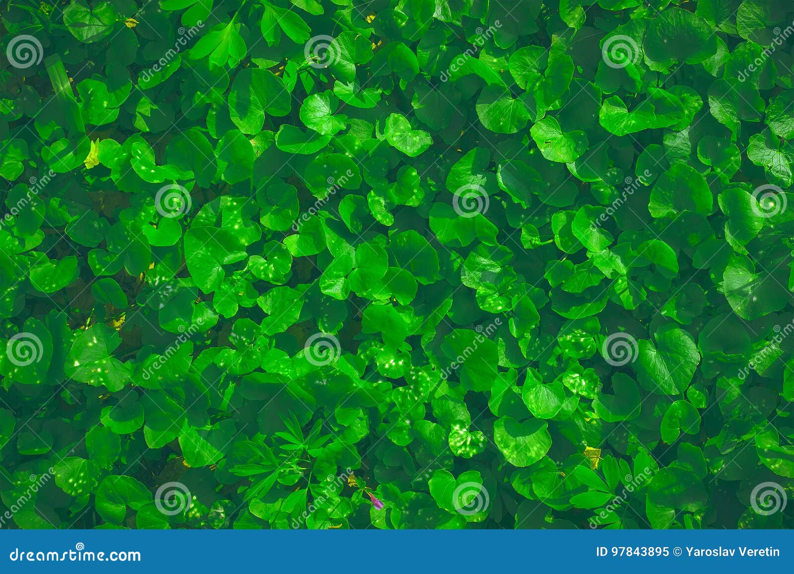 Green Round Leaves Surface Textures Background Stock Image - Image of ...