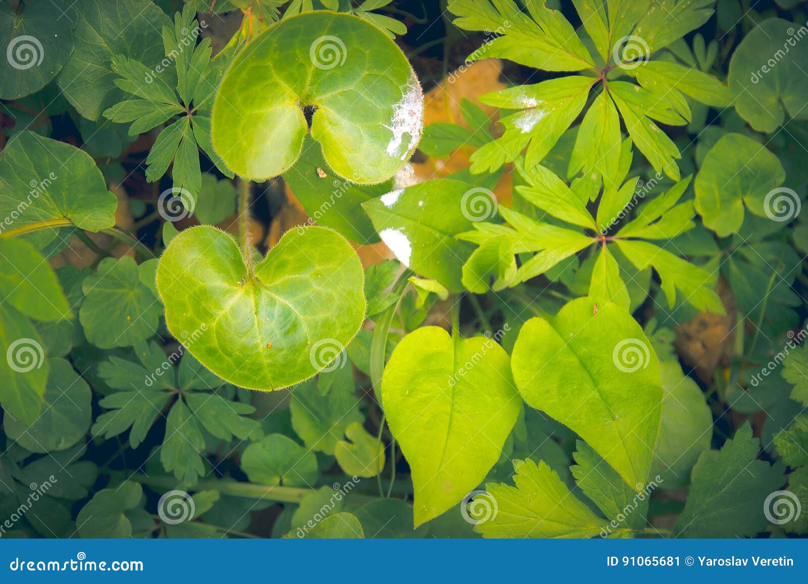 Green Round Leaves Surface Textures Background Stock Image - Image of ...