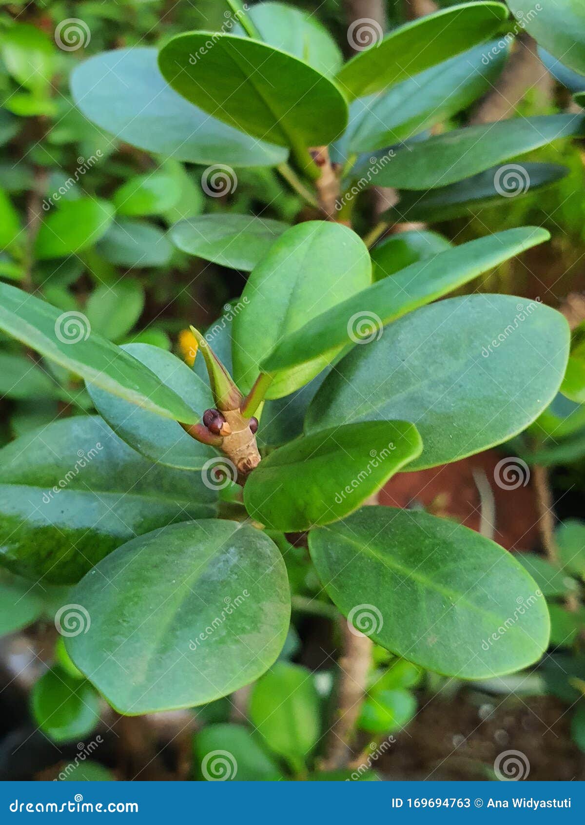 Green round leaves in tree stock image. Image of round - 169694763