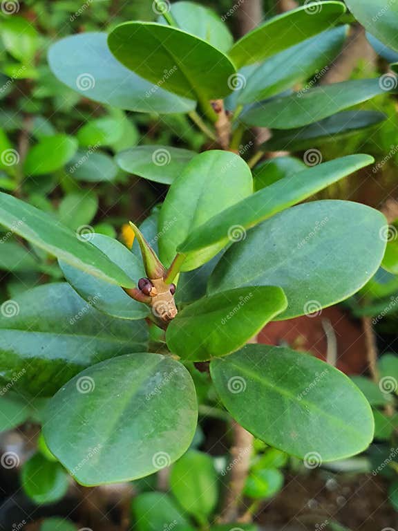 Green round leaves in tree stock image. Image of round - 169694763
