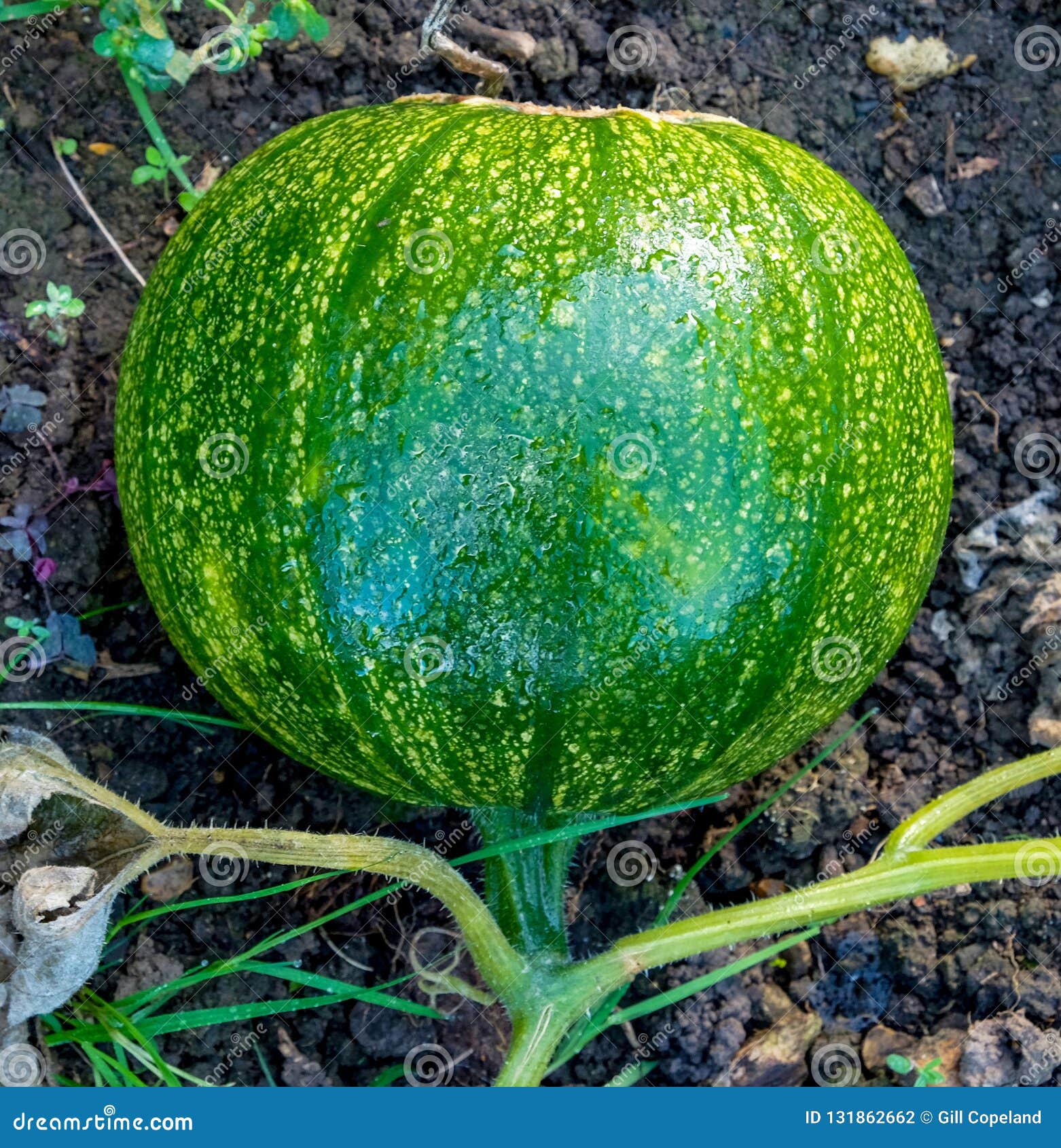 A green round pumpkin stock photo. Image of freshness - 131862662