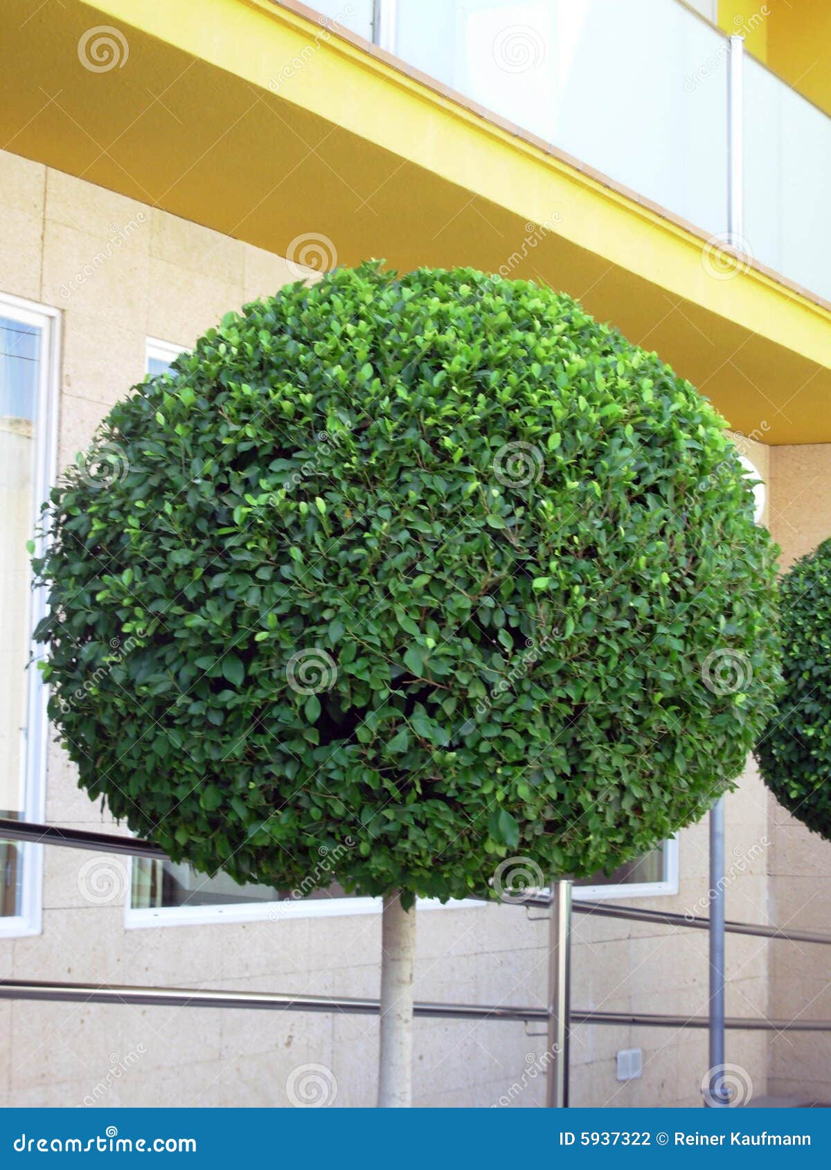 Round Tree Stock Photography | CartoonDealer.com #21553802