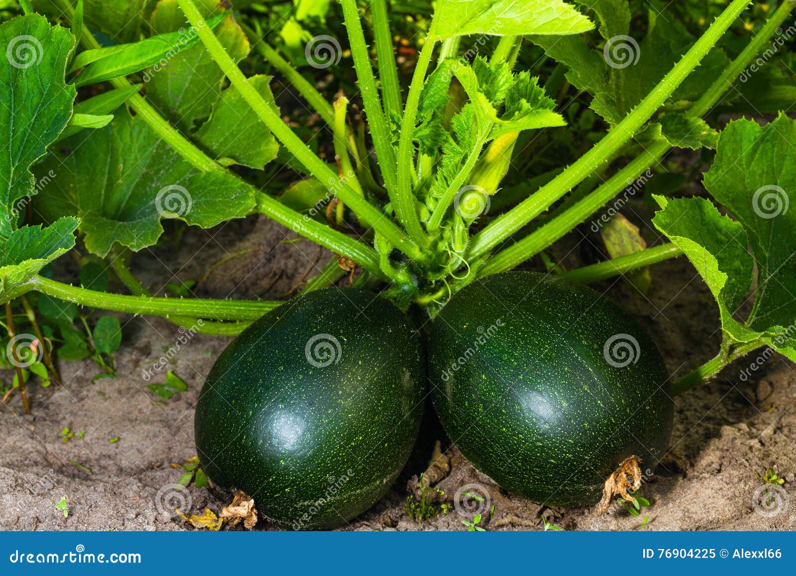 Green Round Vegetable Marrow Stock Image - Image of fresh, agriculture ...