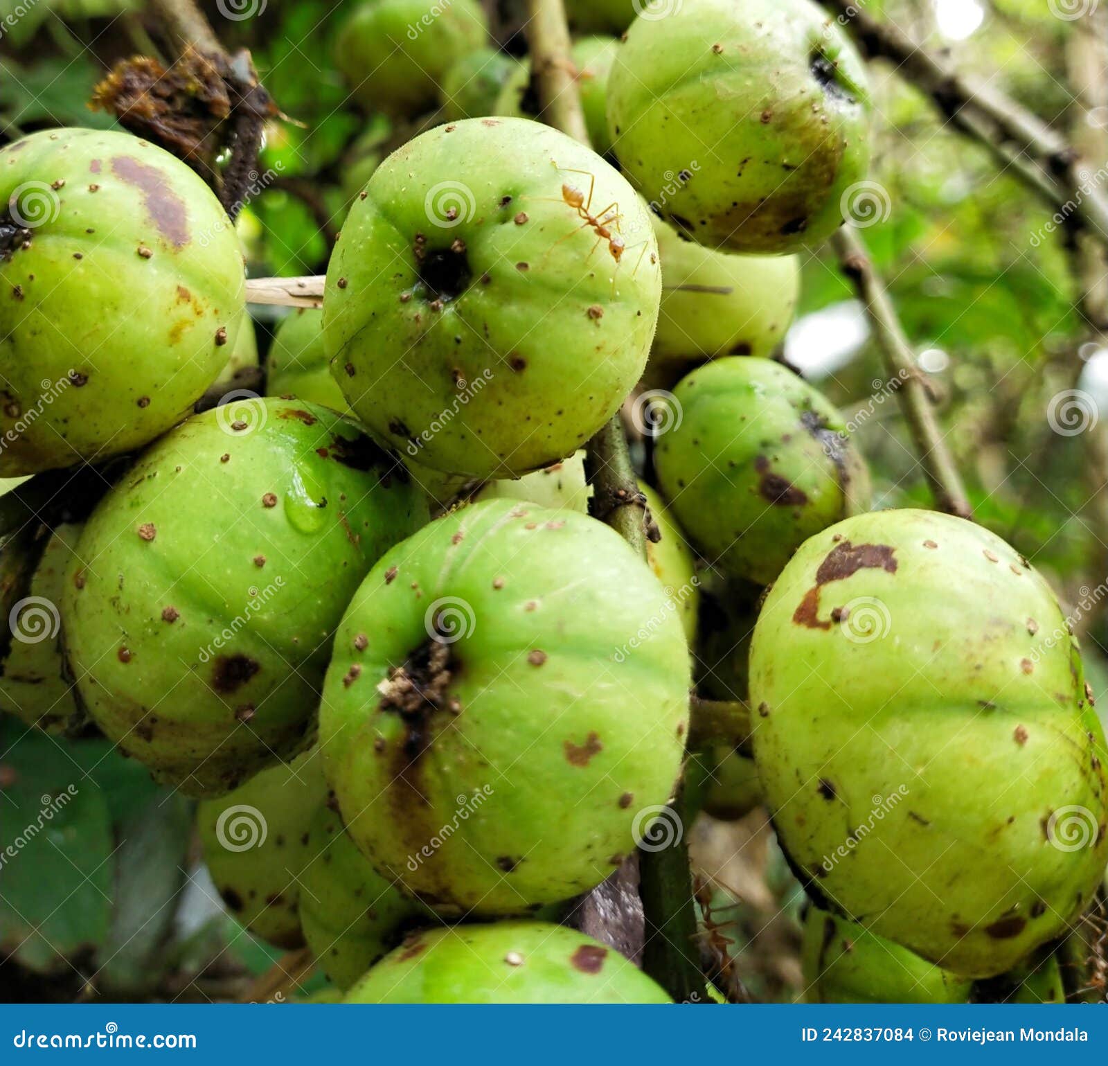 Roundable Inedible Fruit Stock Photos - Free & Royalty-Free Stock ...
