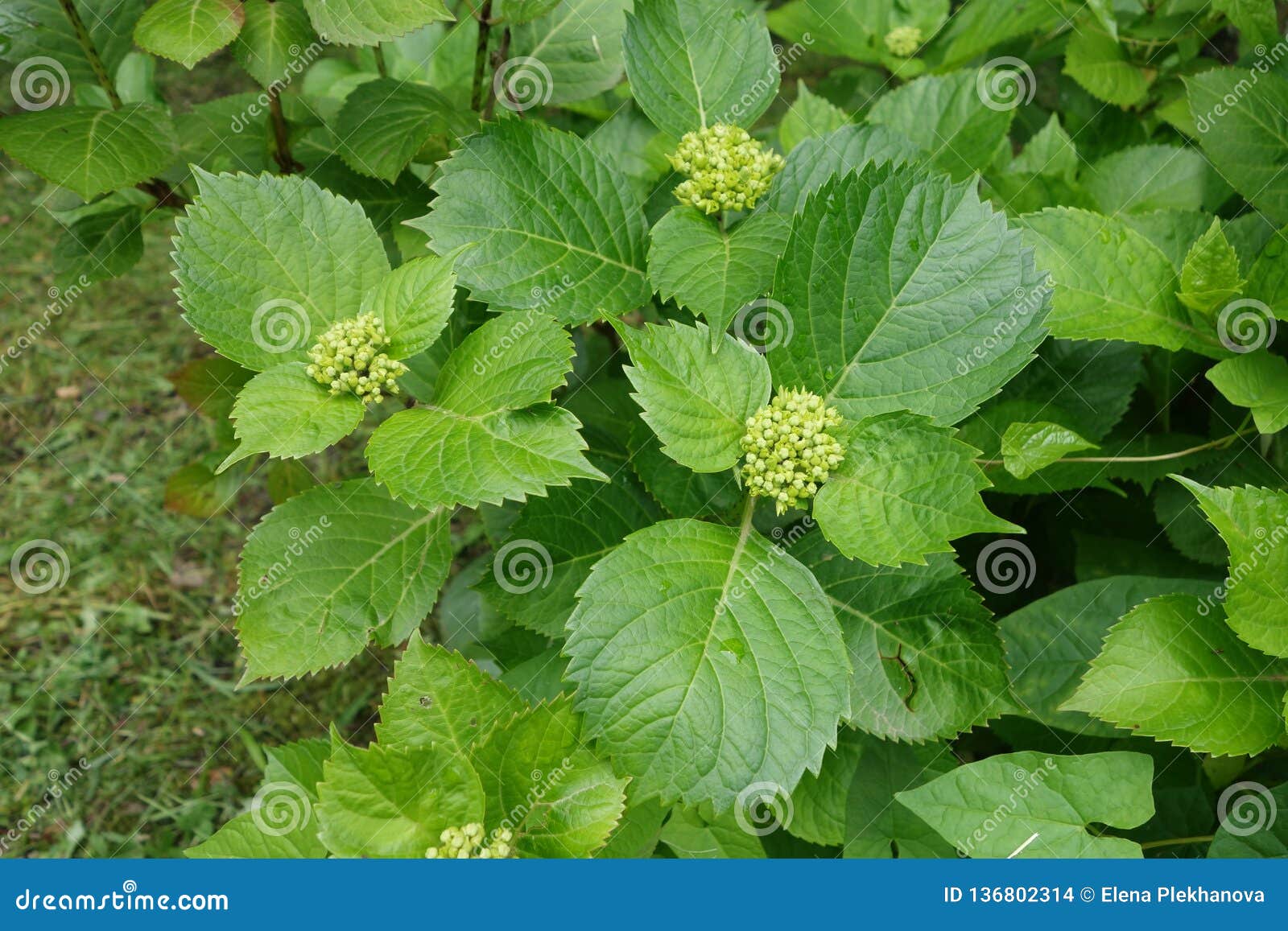 Green rounded plant leaves stock photo. Image of blooms - 136802314