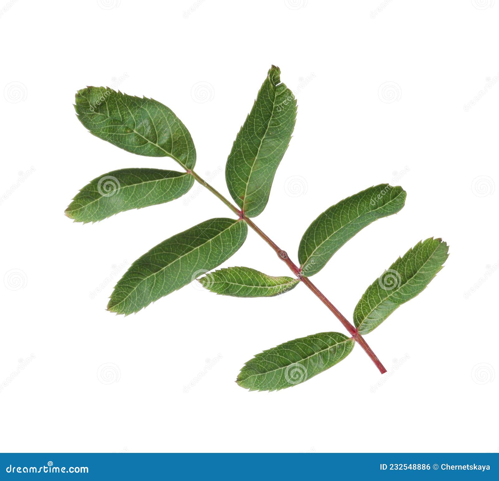 Green Rowan Berry Leaves Isolated on White Stock Photo - Image of ...