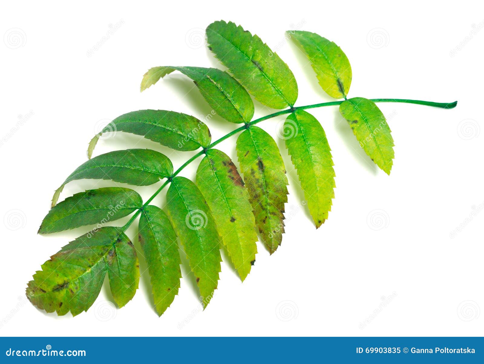 Green rowan leaves stock image. Image of seasonal, leaf - 69903835