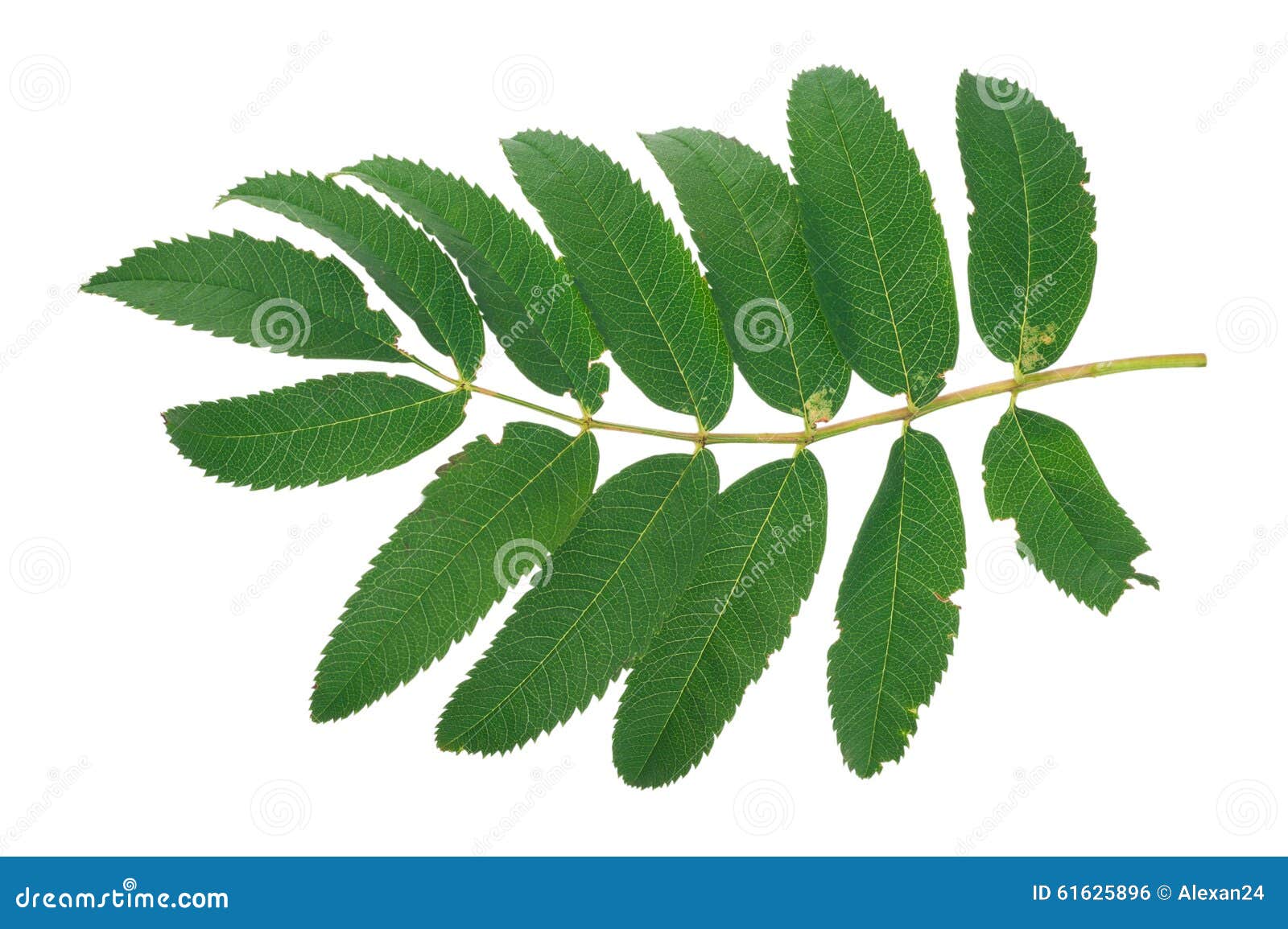 Green rowan tree leaf stock photo. Image of tree, isolated - 61625896
