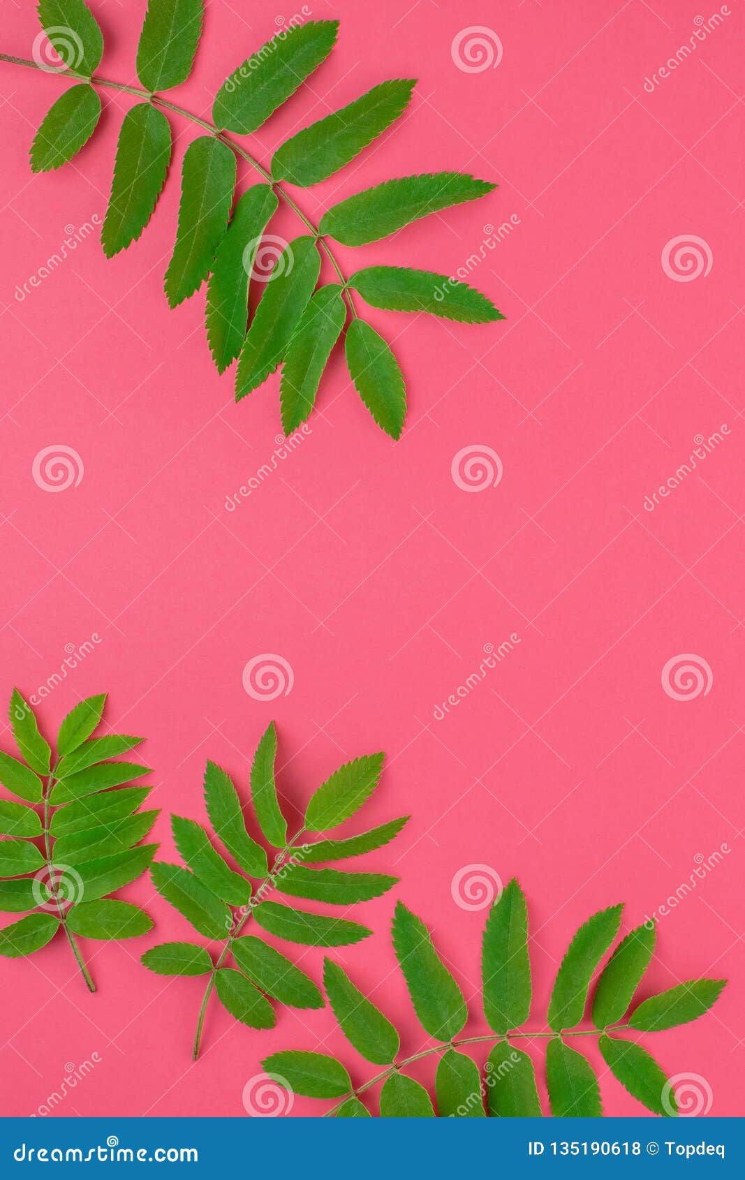 Green Rowan Tree Leaves on Bright Pink Background Stock Photo - Image ...