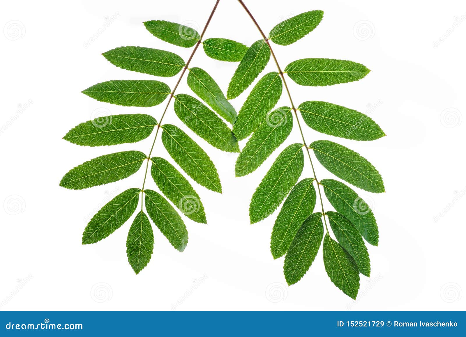 Green rowan tree leaves stock image. Image of herbal - 152521729