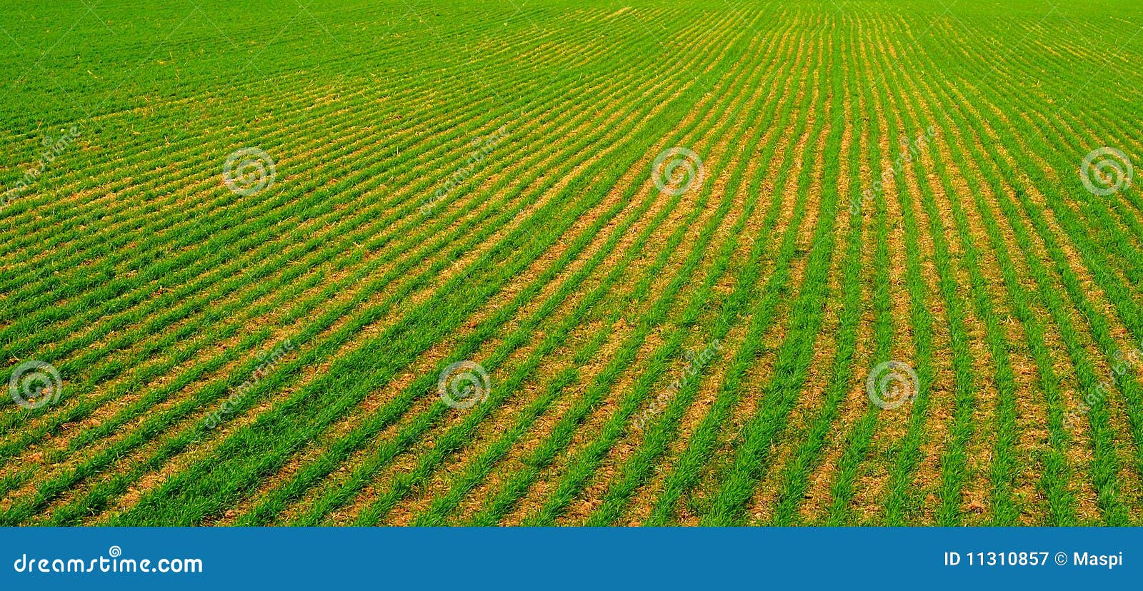 Green rows stock image. Image of ground, flora, earth - 11310857