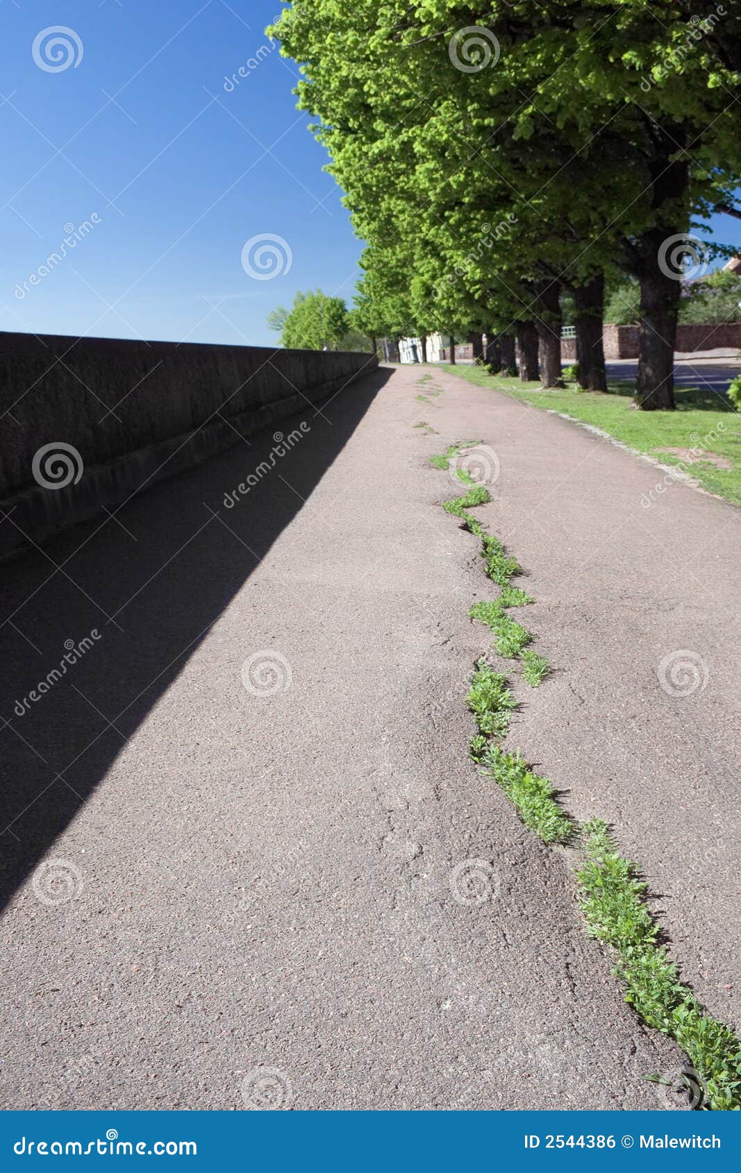 Green rows-2 stock photo. Image of serene, endless, alley - 2544386