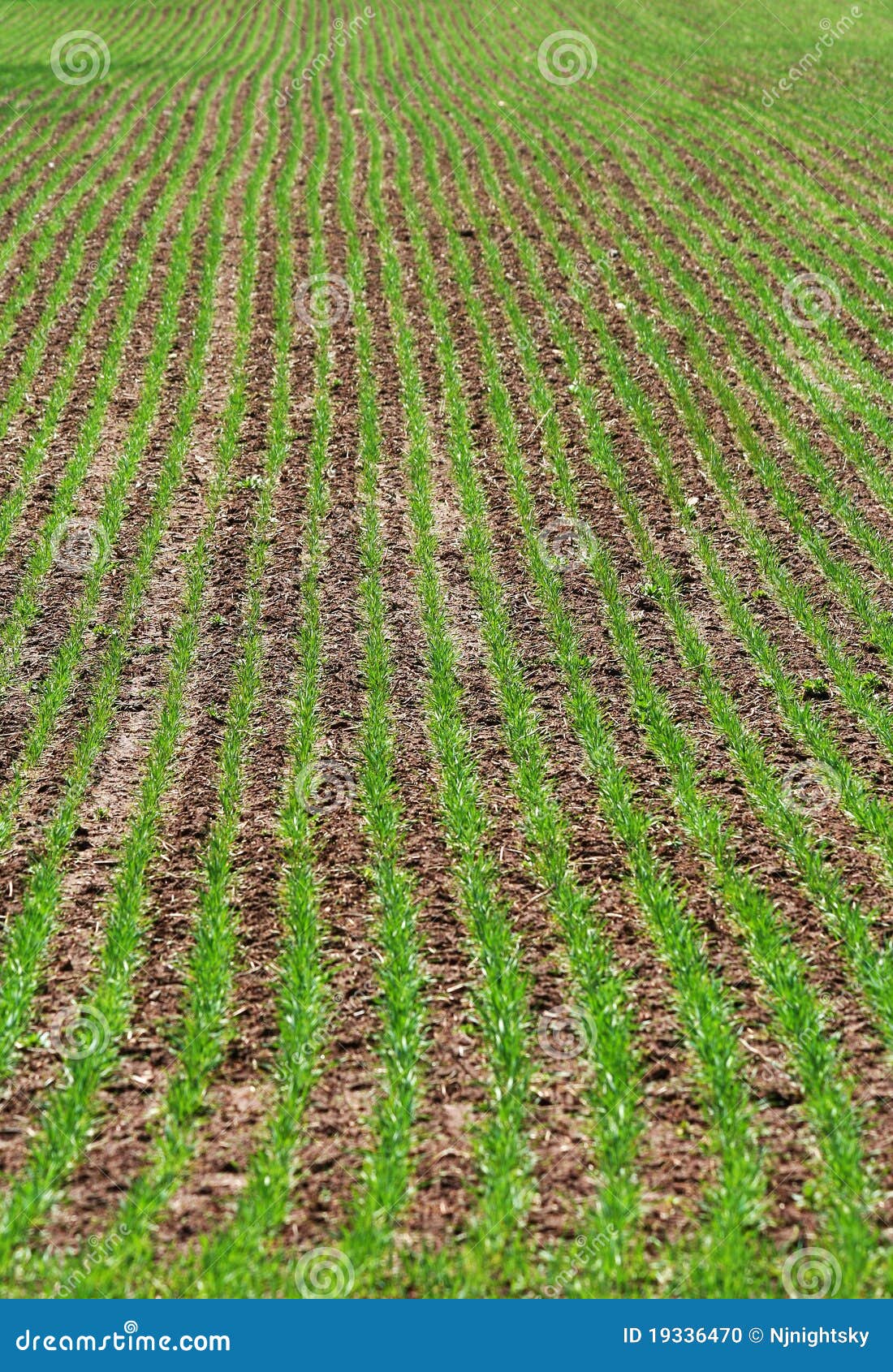 Green rows of grass stock photo. Image of nature, green - 19336470