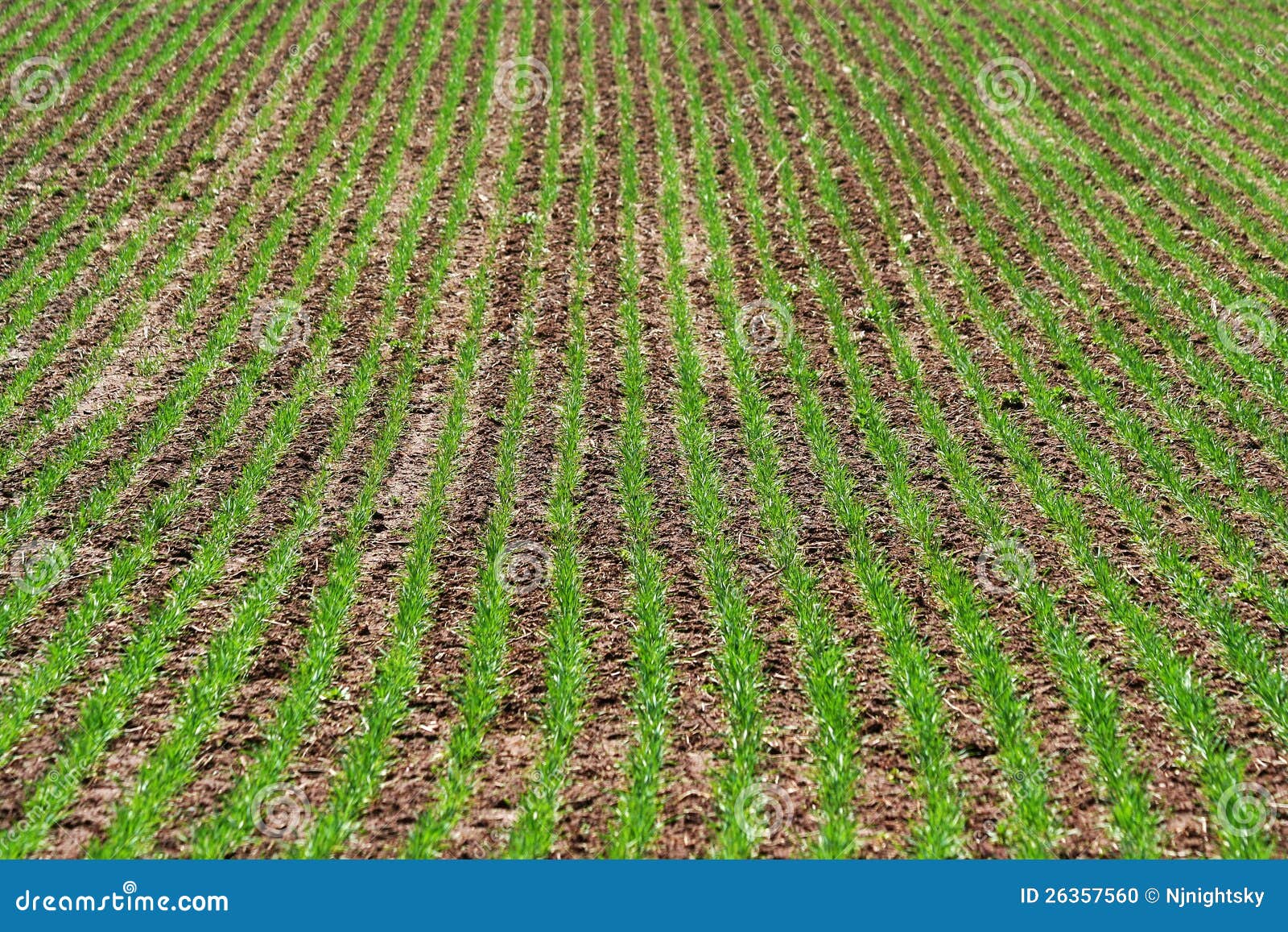 Green rows of grass stock photo. Image of growth, plant - 26357560