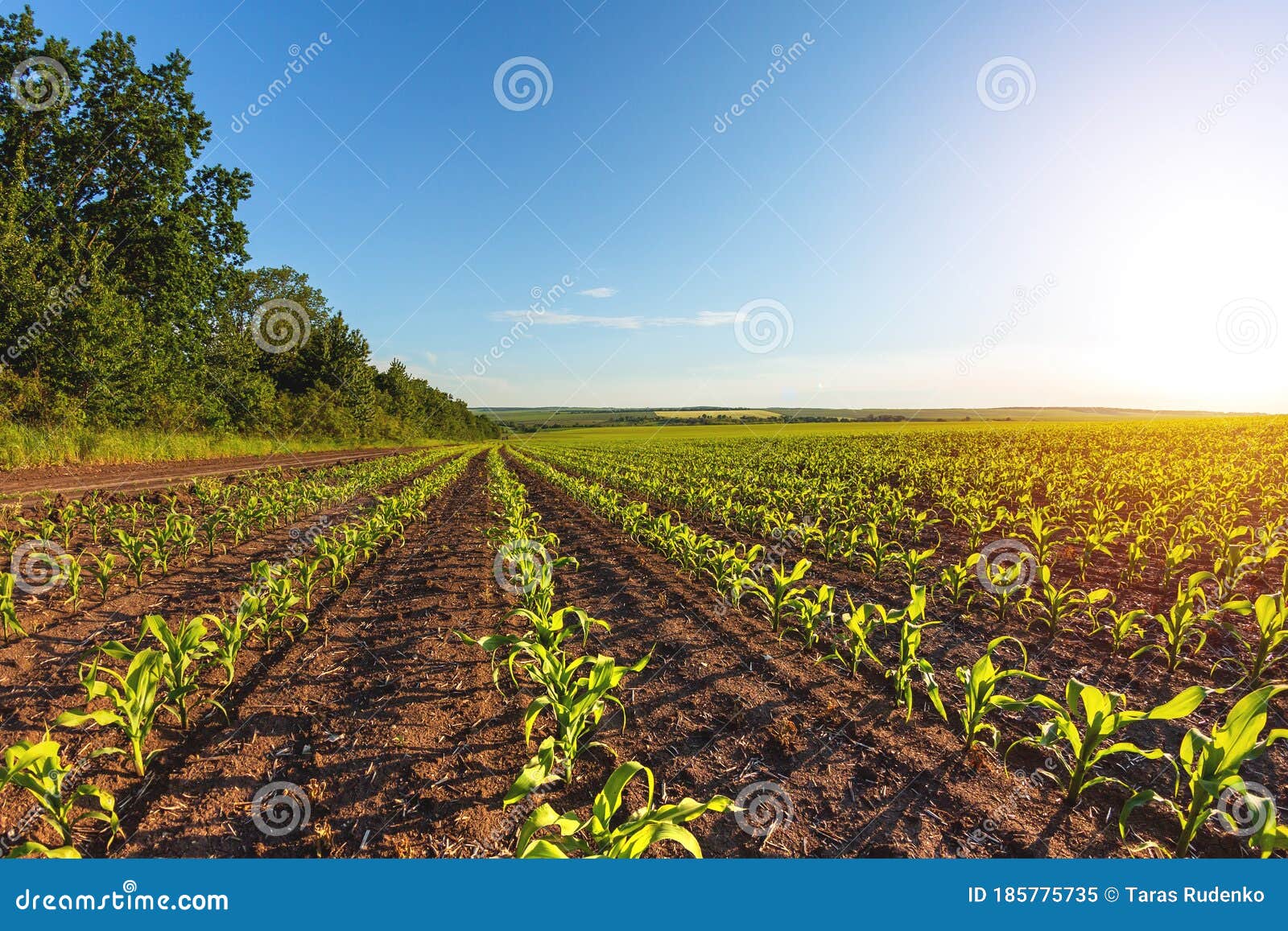 Green Rows of Sprouted Corn on a Private Agricultural Field with Trees ...
