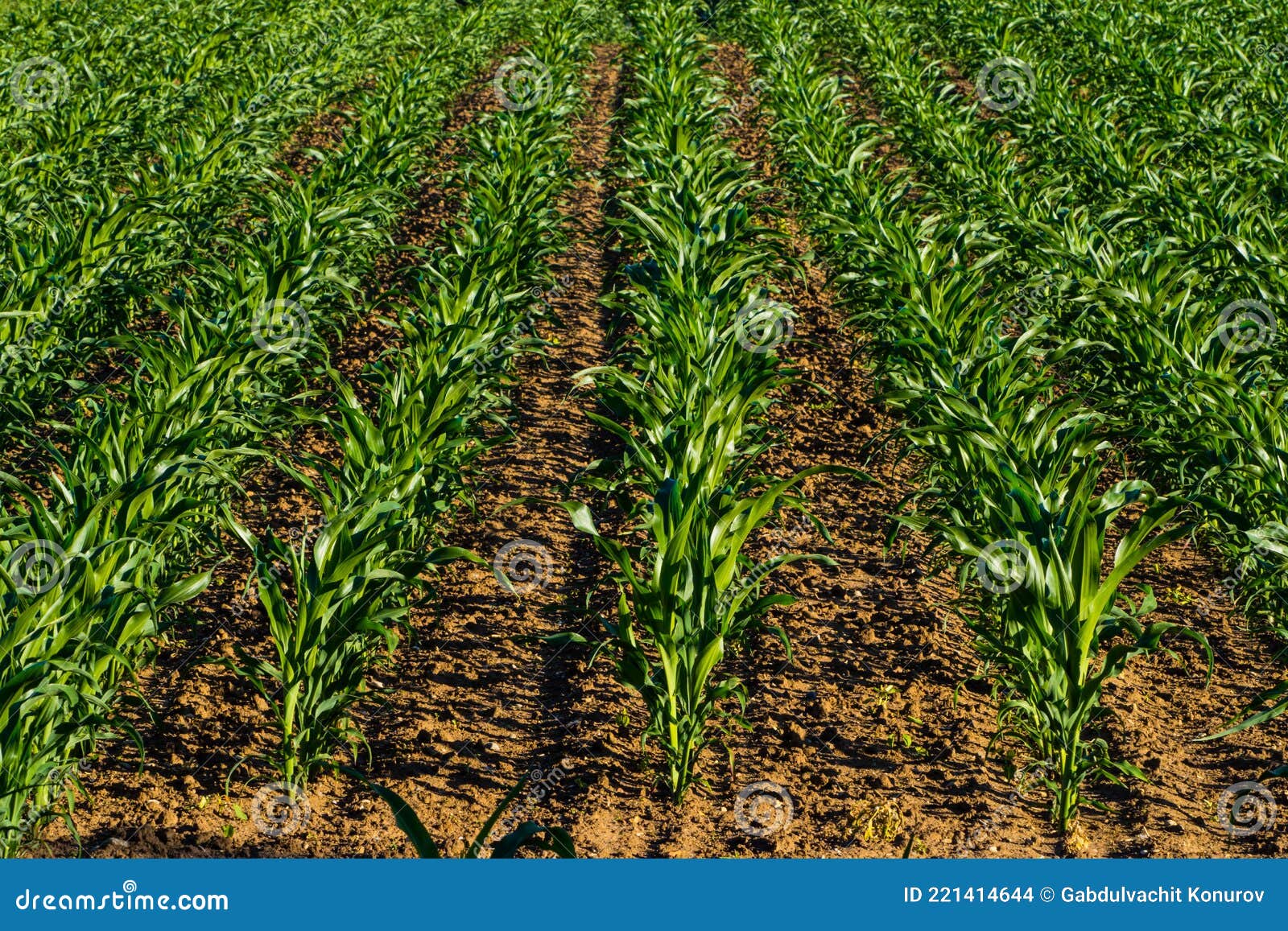 Green Rows of Sprouting Corn in Spring Stock Photo - Image of beauty ...