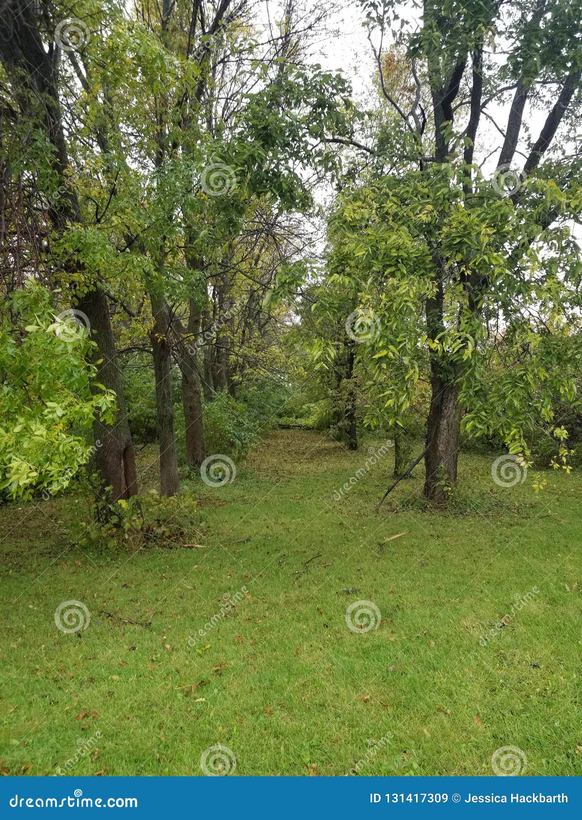 Tree Grove stock image. Image of rows, grove, green - 131417309