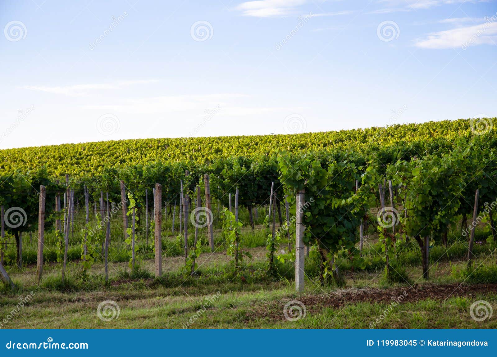 Green Vineyard in Spring Time Stock Image - Image of agriculture ...