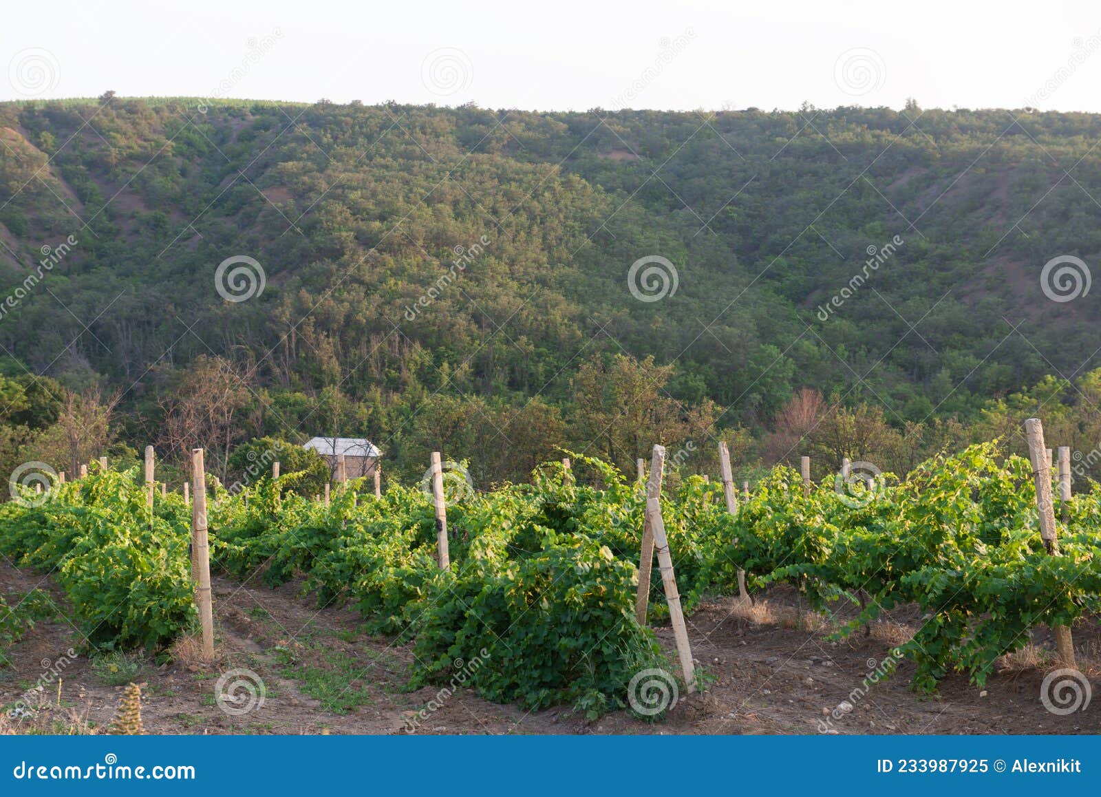 Rows of Vineyards on the Slopes of the Hill Stock Image - Image of ...