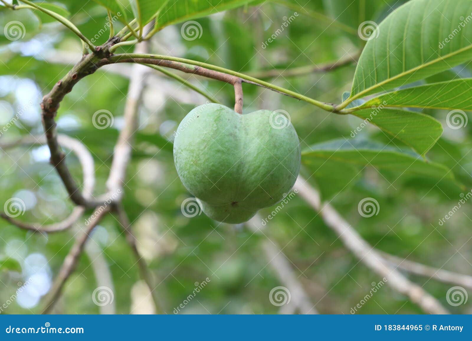 Green Rubber Fruit in a Tree Stock Image - Image of fruit, forest ...